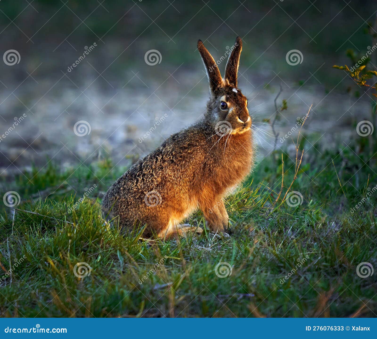 Juvenile Hare Sitting in the Grass Stock Image - Image of fauna ...