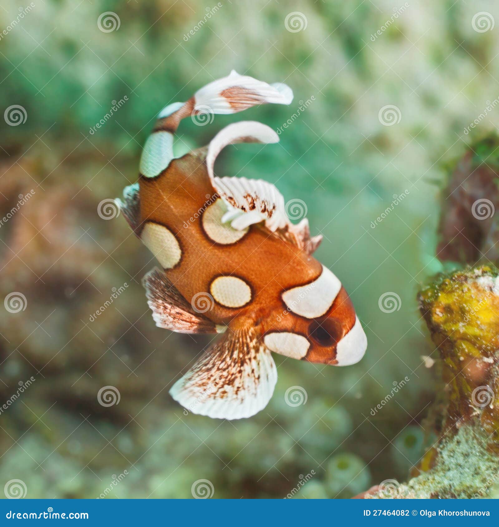 Fish Of The Red Sea, Juvenile Hawkfish Stock Photo | CartoonDealer.com ...
