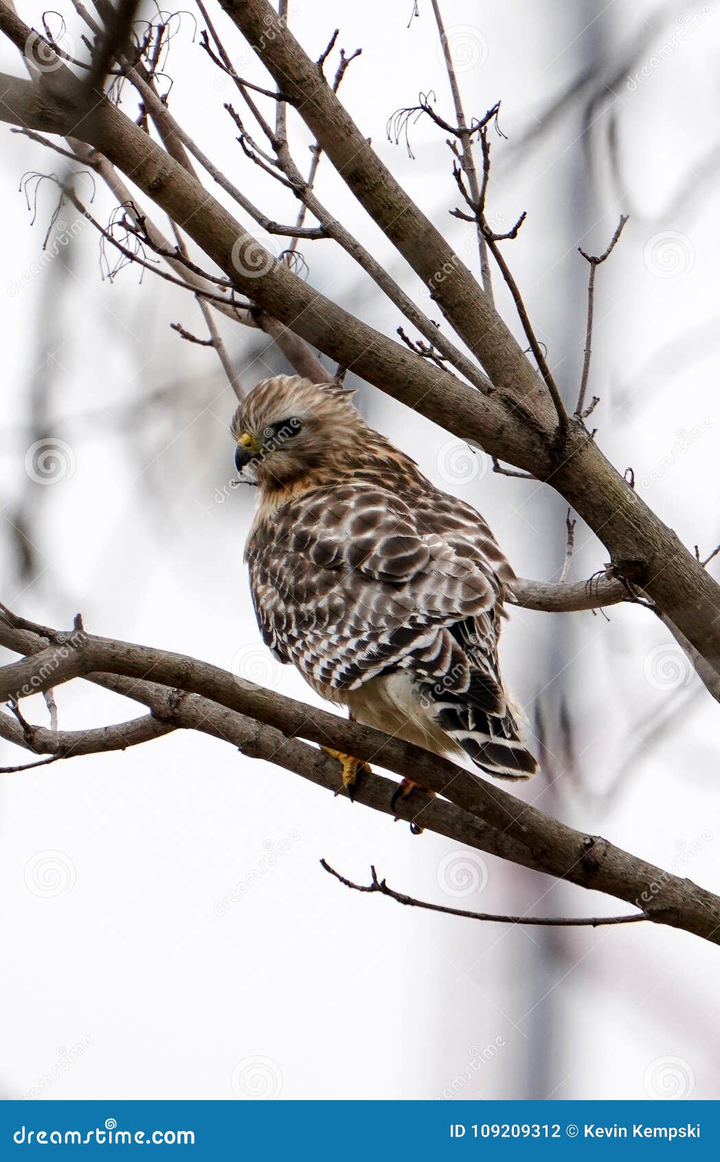 Juvenile hawk stock photo. Image of juvenile, waiting - 109209312