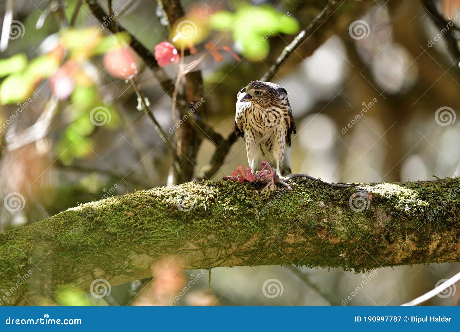A Juvenile Hawk Devouring on a Large Rodent Stock Image - Image of meat ...