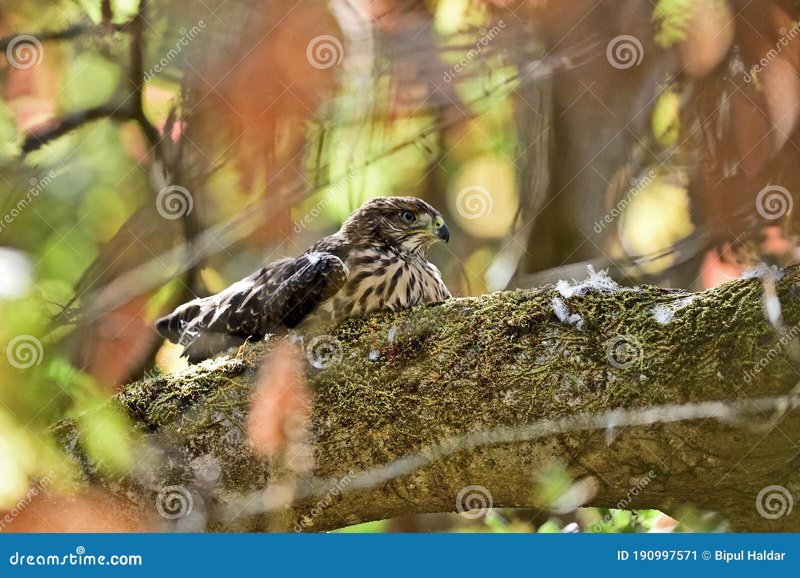 A Juvenile Hawk Resting on a Branch Stock Image - Image of bird ...