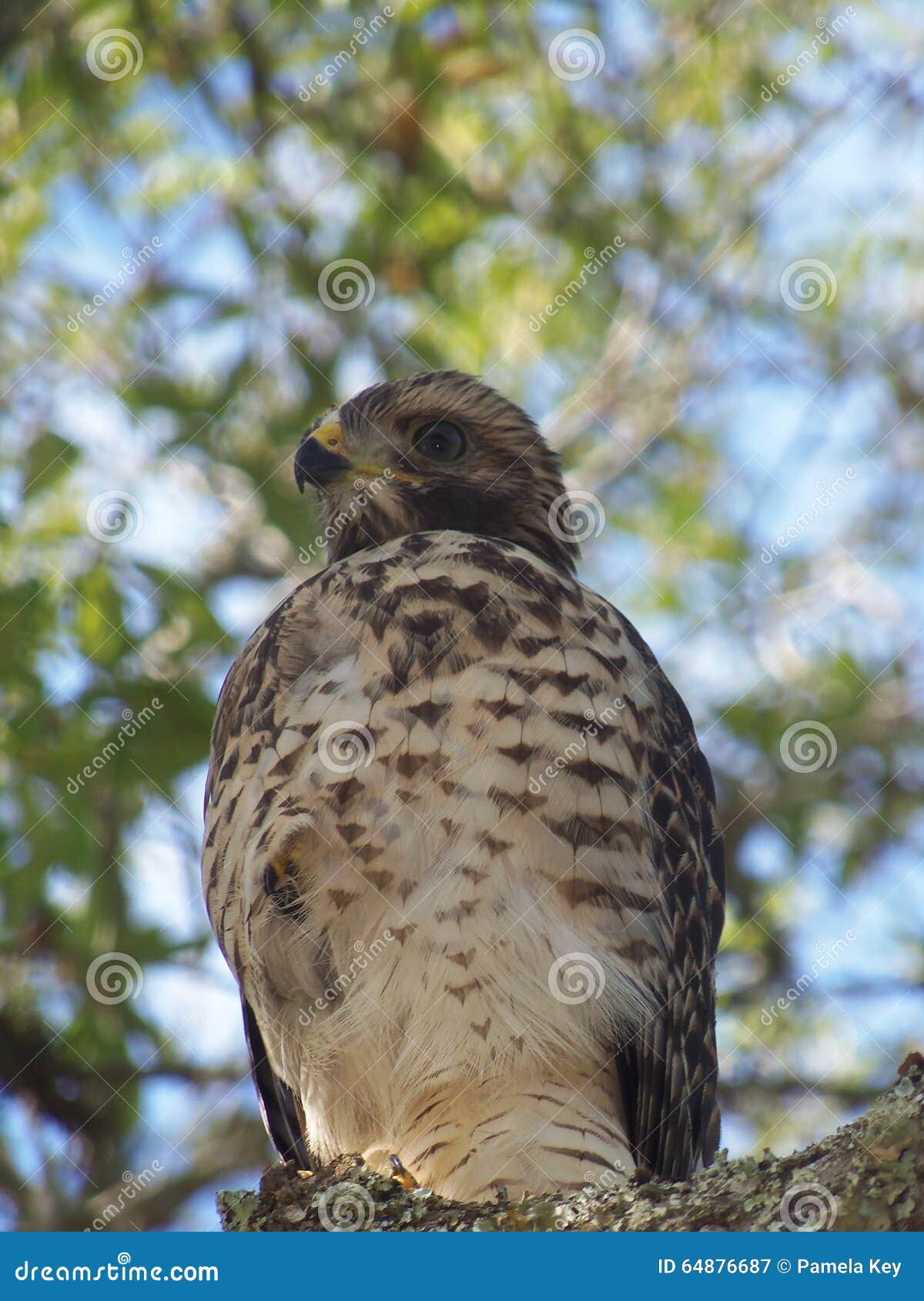 Juvenile Hawk stock image. Image of bird, falcon, brown - 64876687