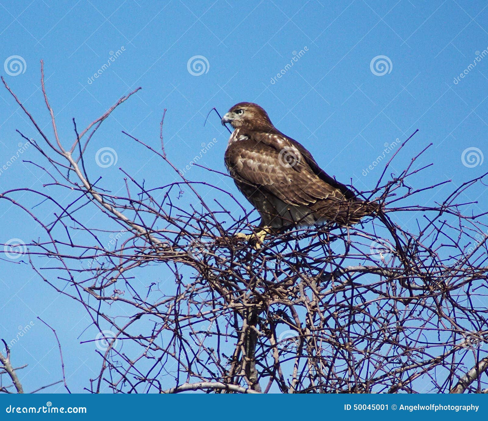 Juvenile Hawk stock image. Image of hawk, feathers, raptor - 50045001