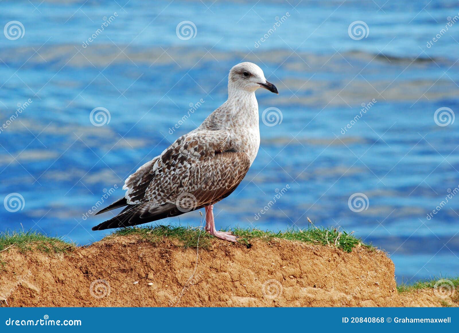 A Juvenile Herring Gull stock photo. Image of gull, birding - 20840868