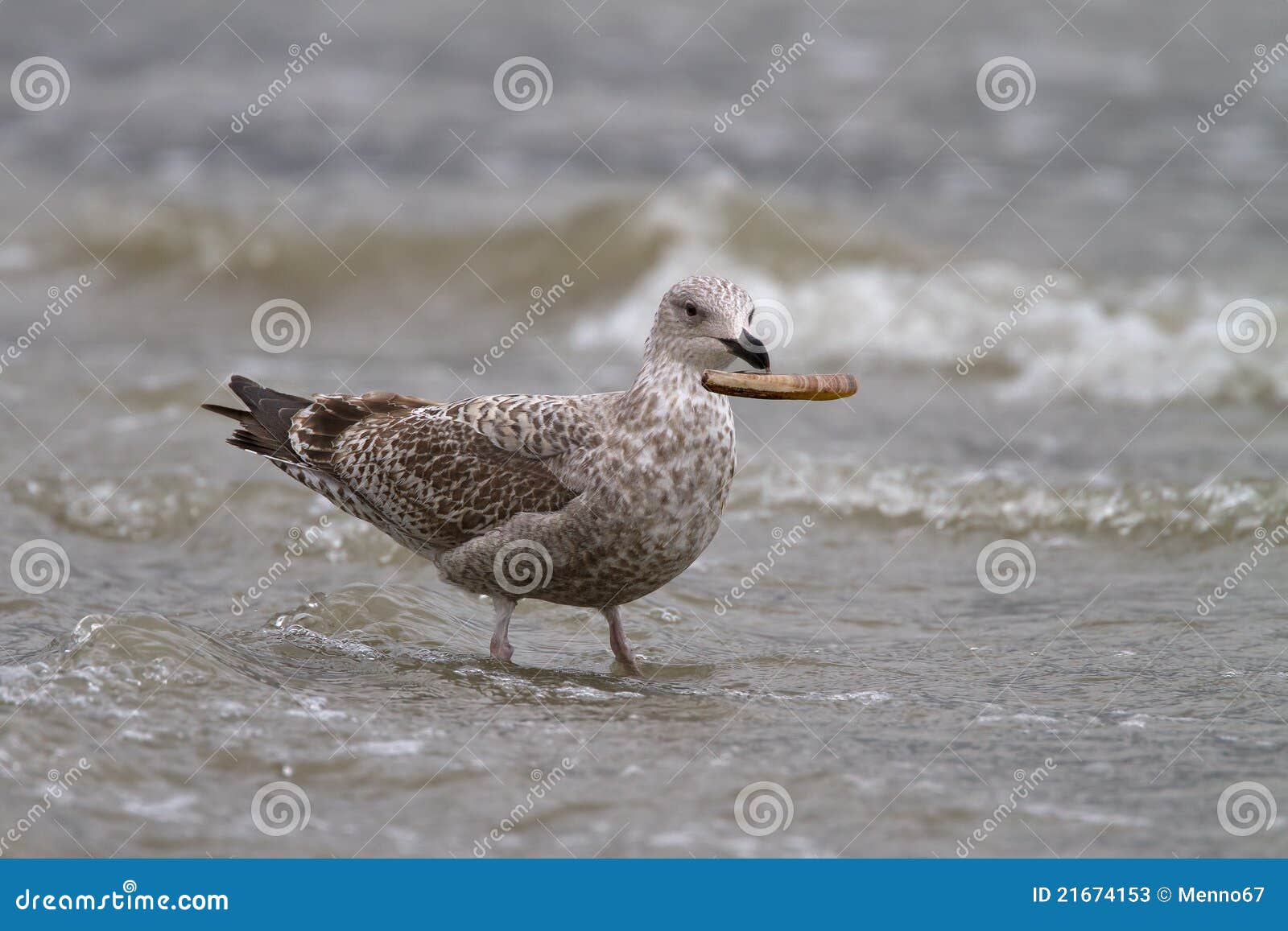Juvenile herring gull stock image. Image of plumage, closeup - 21674153