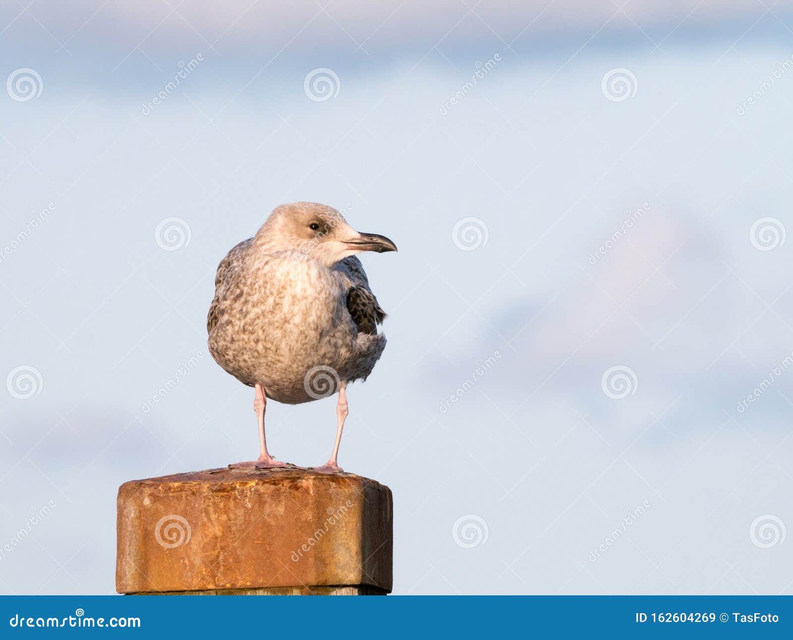 Juvenile Herring Gull, Young Seagull, Perching on Pole, Netherlands ...