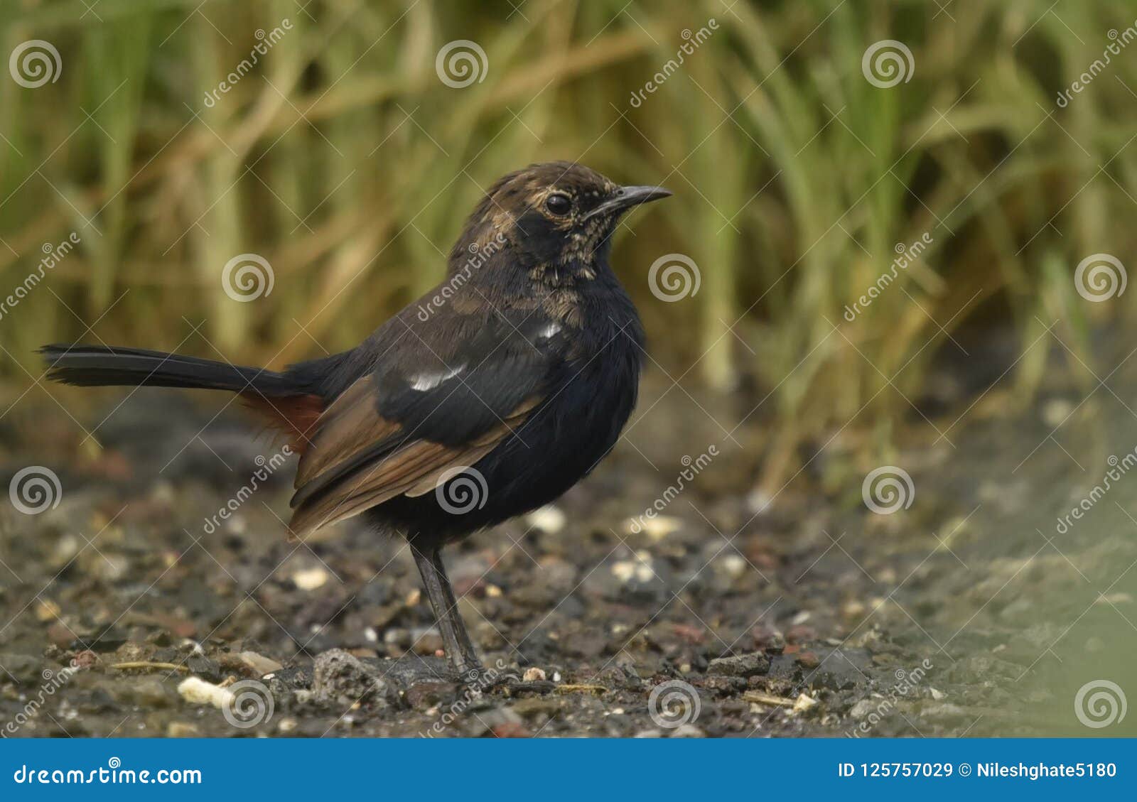 Indian robin stock image. Image of indianbird, robi - 125757029