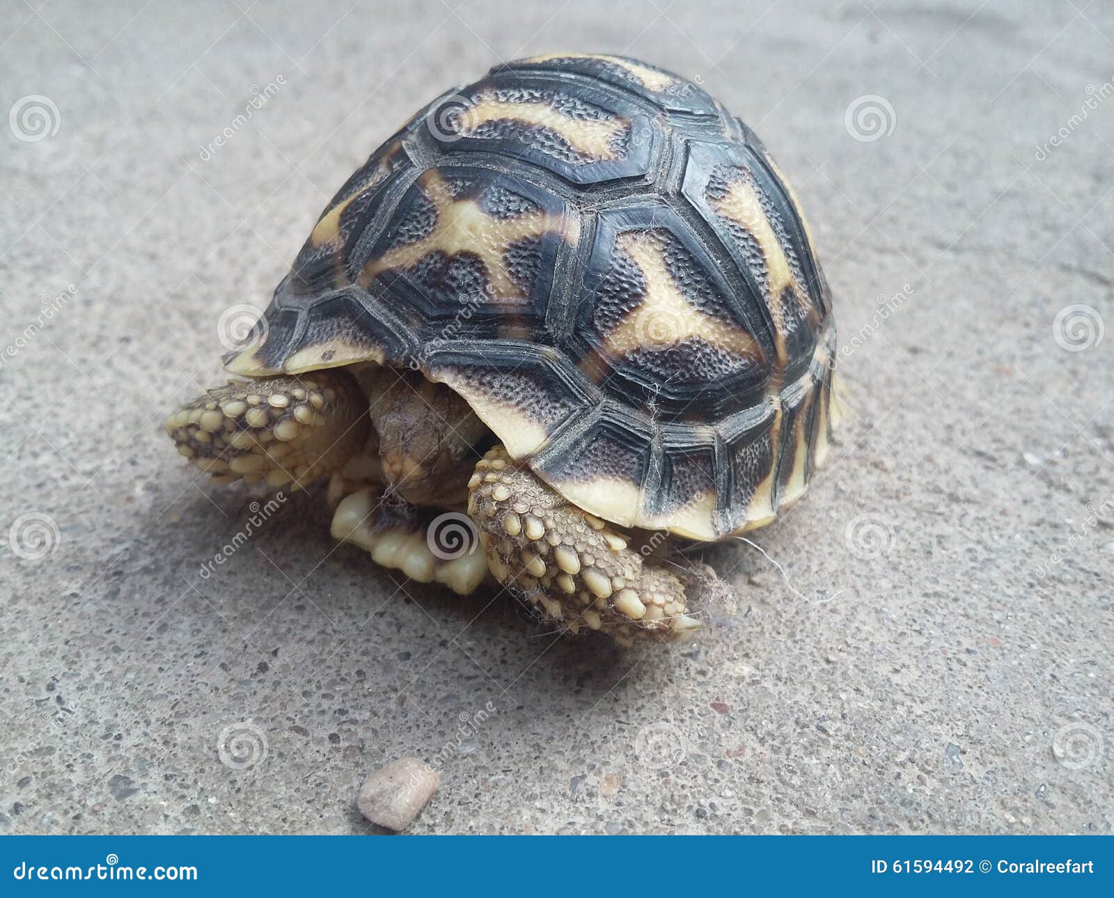 Juvenile Indian Star Tortoise Hide Inside Shell Stock Photo - Image of ...