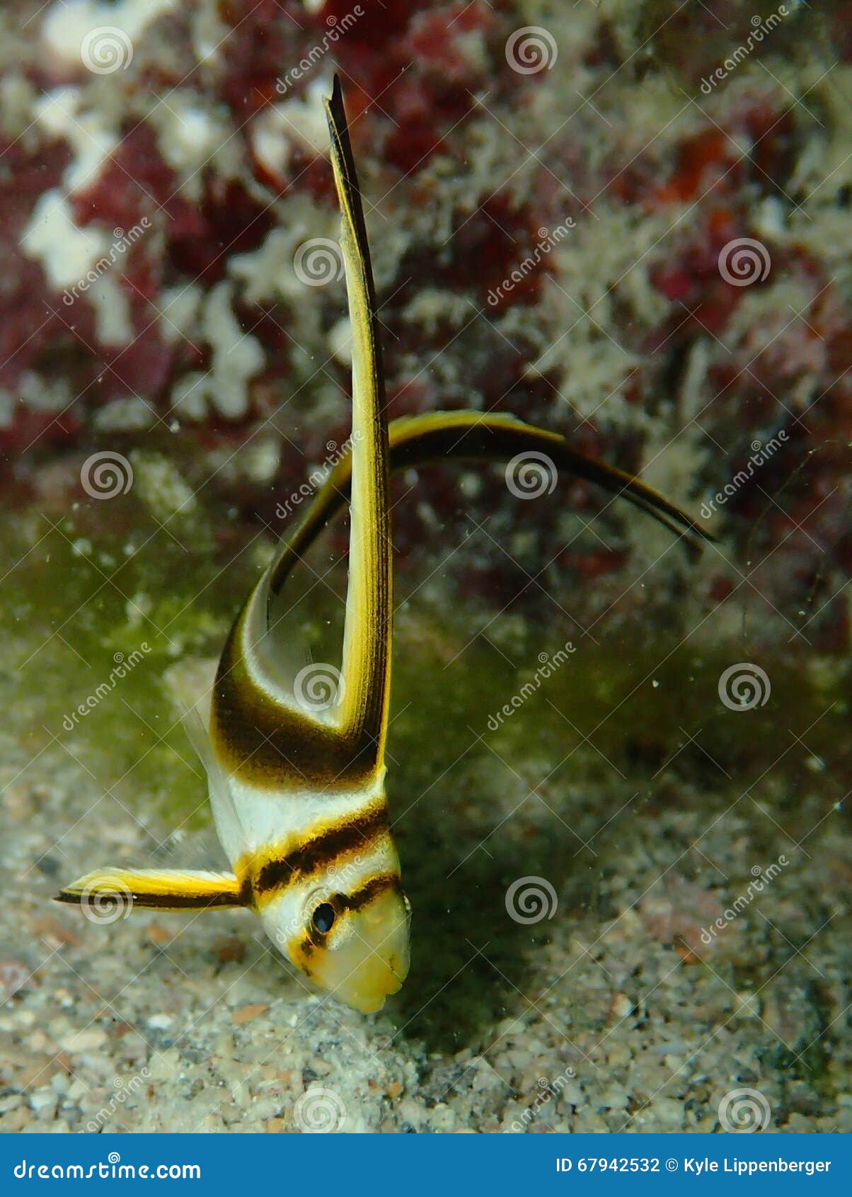 Juvenile Jackknife Fish in the Florida Keys Stock Photo - Image of ...