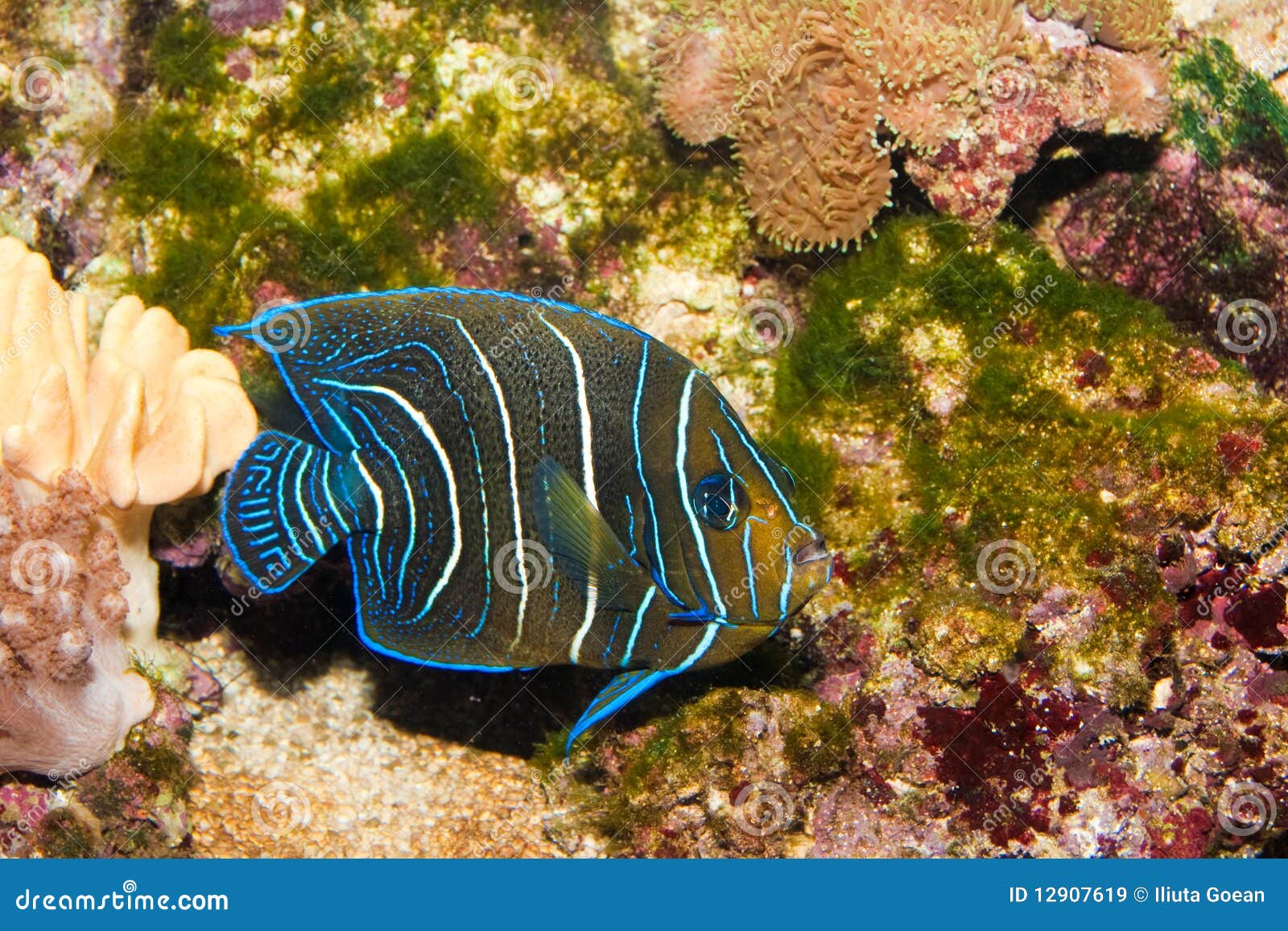 Juvenile Koran Angelfish in Aquarium Stock Image - Image of underwater ...