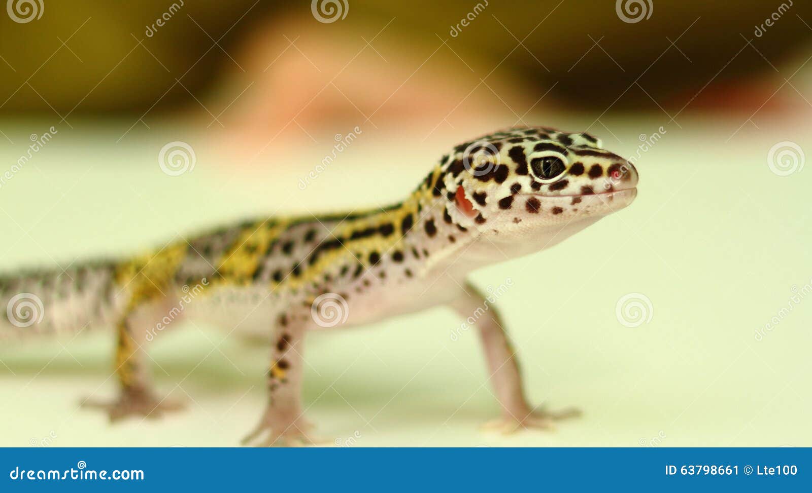 Juvenile Leopard Gecko Standing Stock Image - Image of juvenile ...