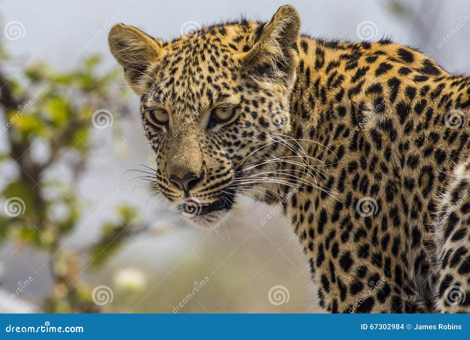 Juvenile leopard stock photo. Image of safari, mammalia - 67302984