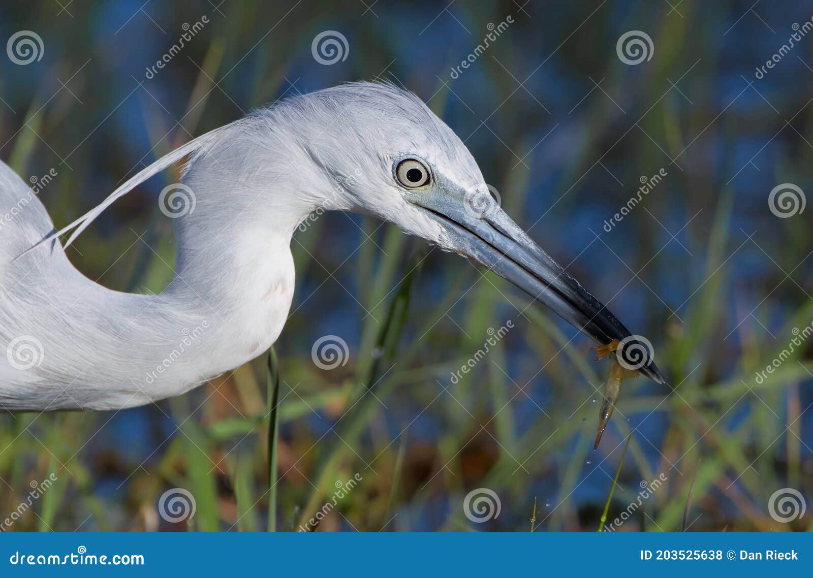 Juvenile Beetle Larva Swimming Insect Royalty-Free Stock Photo ...