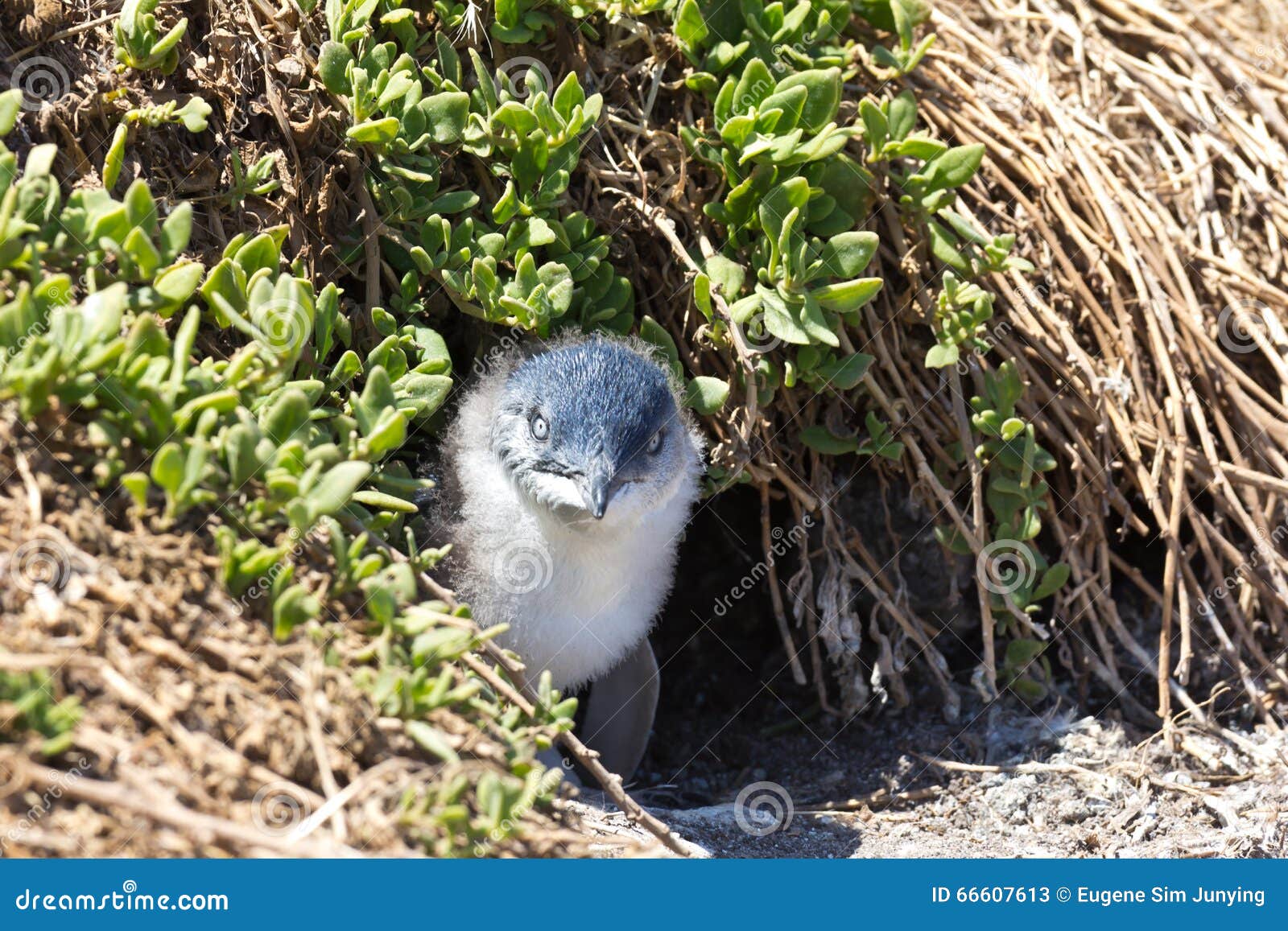 Juvenile Little Penguin Looking at the Camera Stock Image - Image of ...