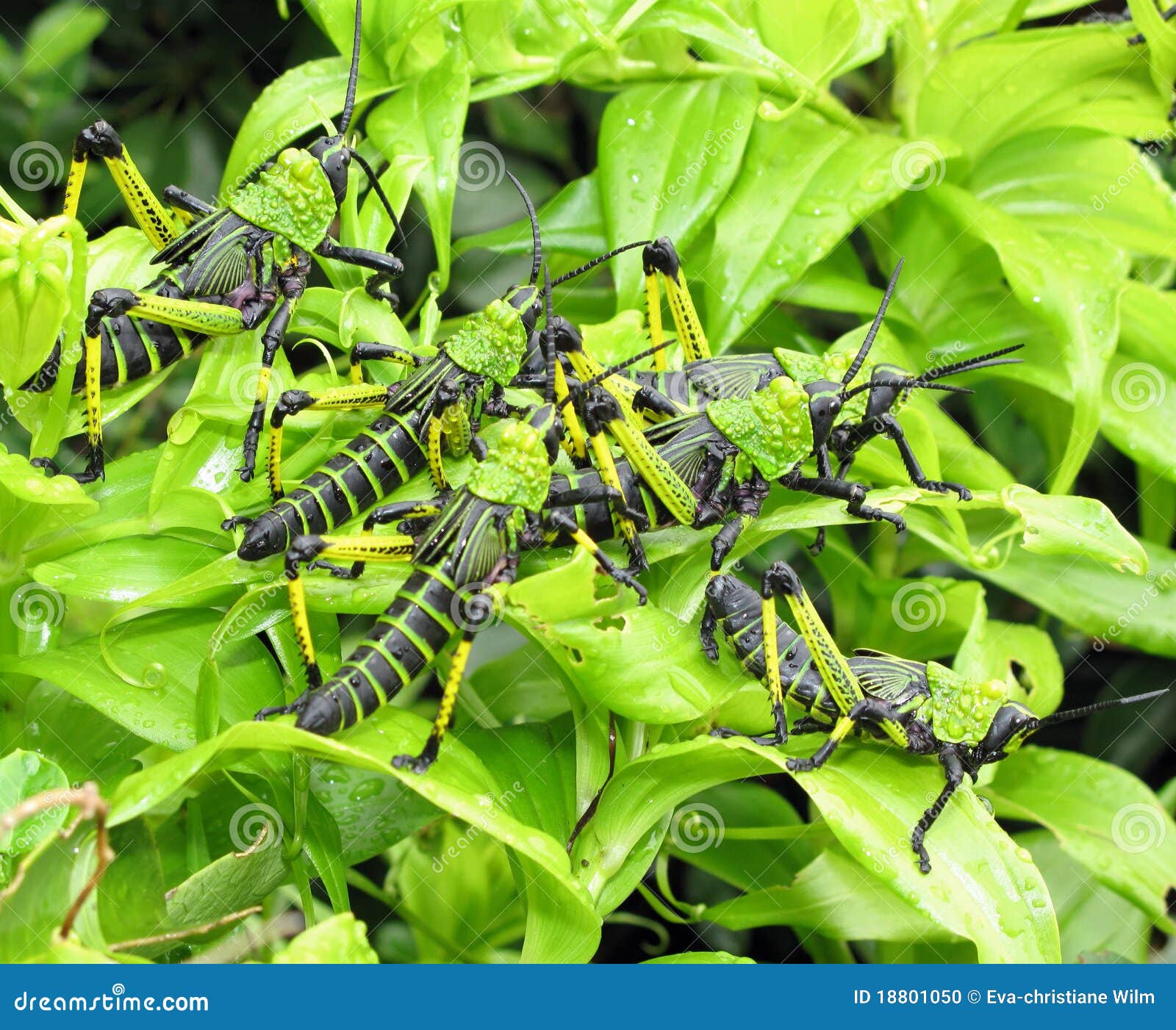 Juvenile Locusts Feeding on Leafes Stock Photo - Image of colourful ...