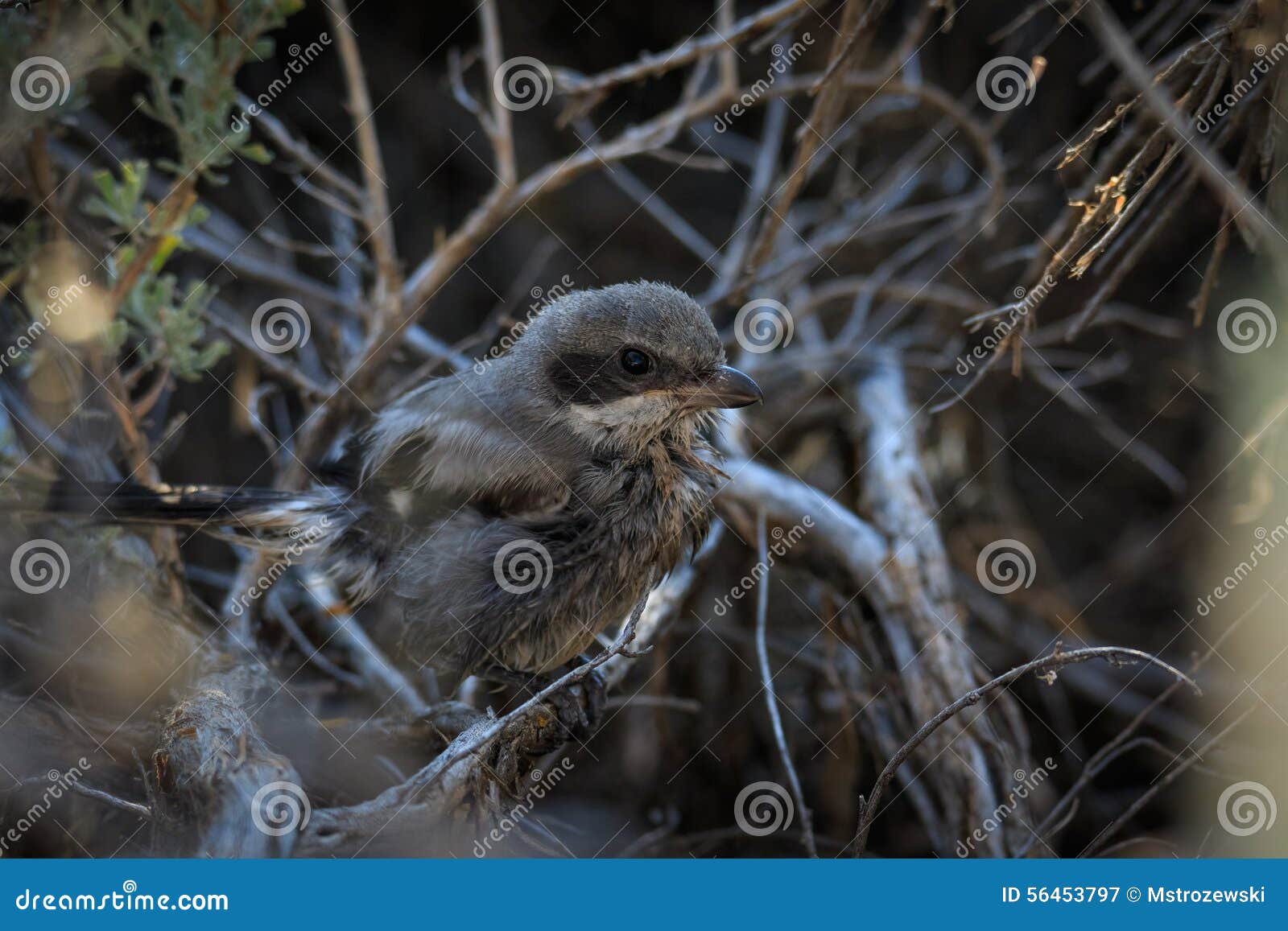 Juvenile Loggerhead Shrike in Bush Stock Image - Image of loggerhead ...