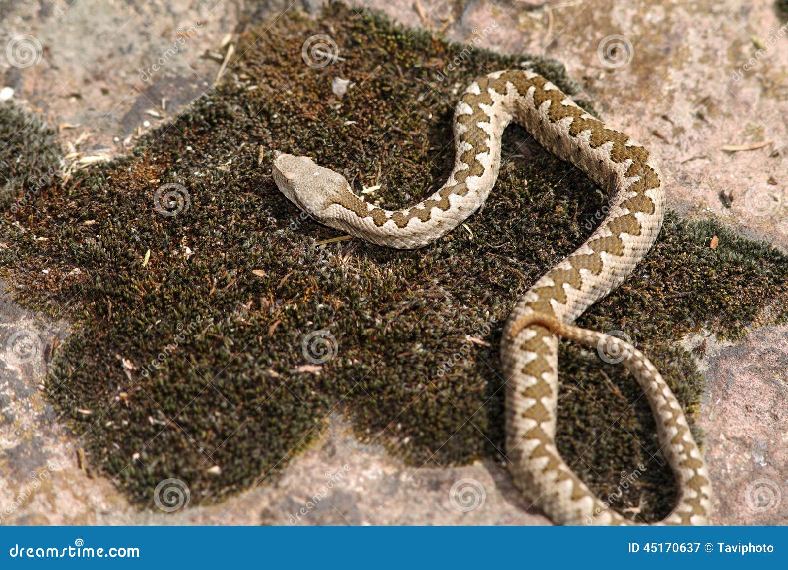 Juvenile Long Nosed Viper on Stone Stock Image - Image of long ...