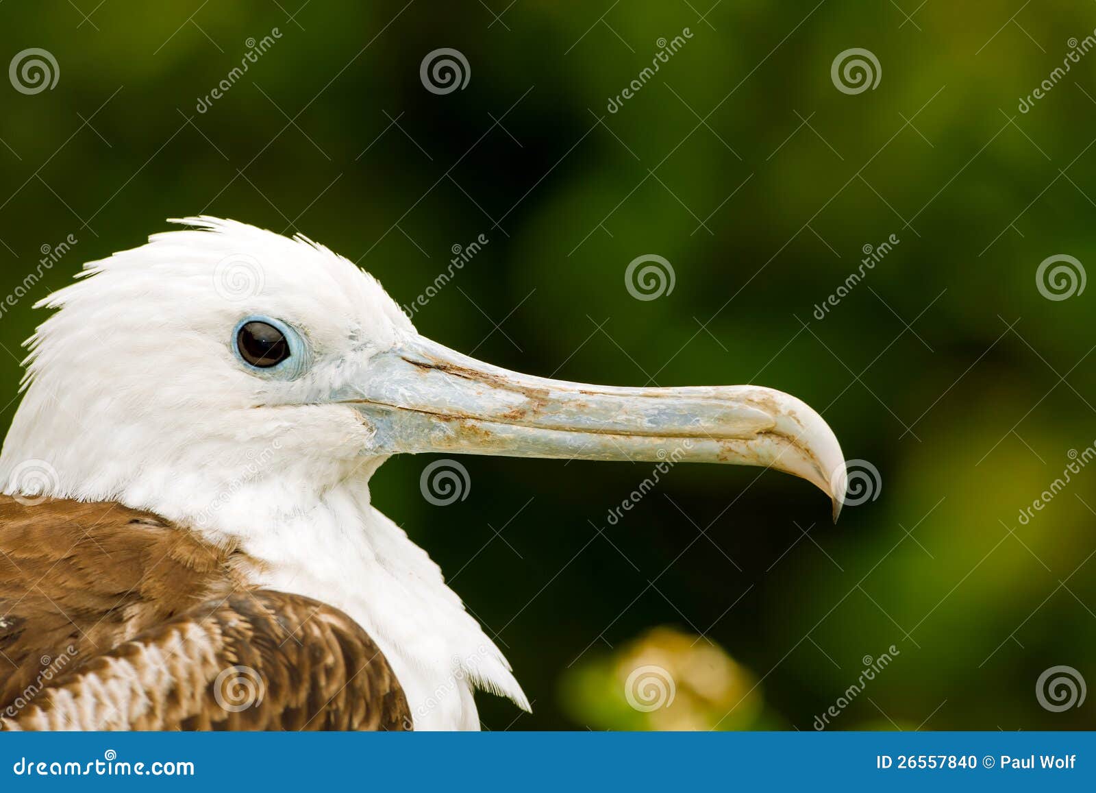 Juvenile Magnificent Frigatebird Stock Photo - Image of birds ...