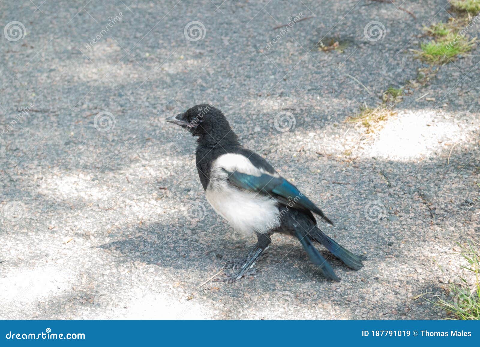 Juvenile Magpie stock image. Image of flight, outdoor - 187791019
