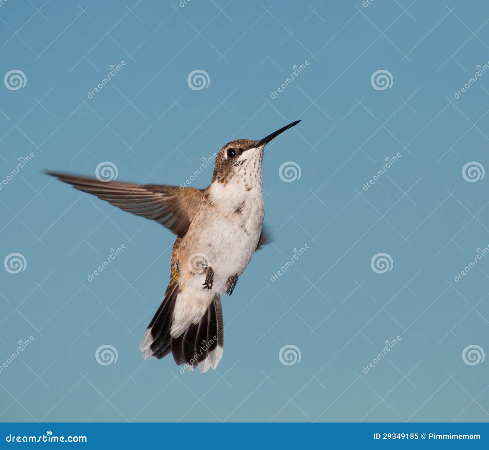 Juvenile Male Hummingbird in Flight Stock Image - Image of sunny, small ...