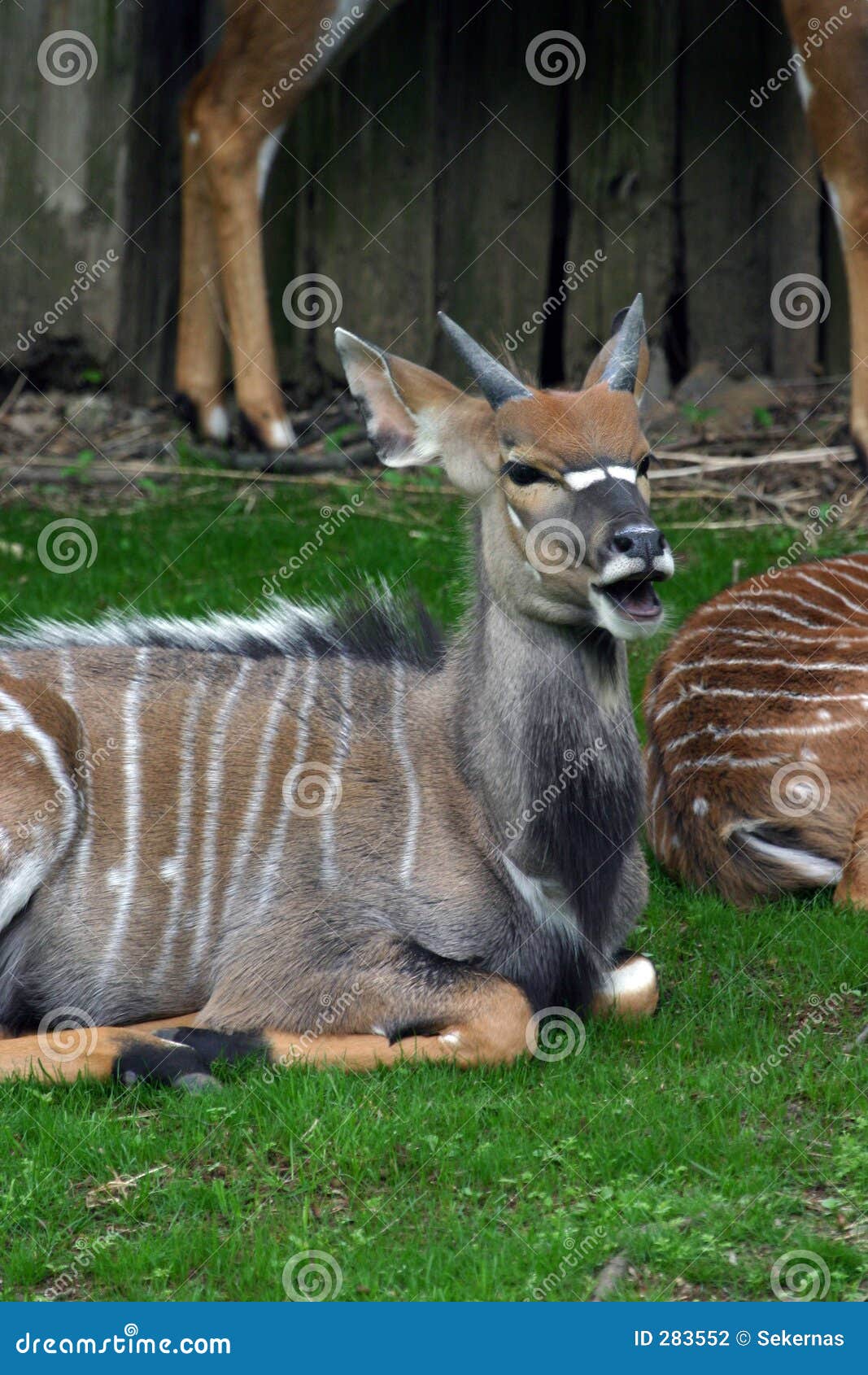 Juvenile male nyala stock photo. Image of spotted, deer - 283552