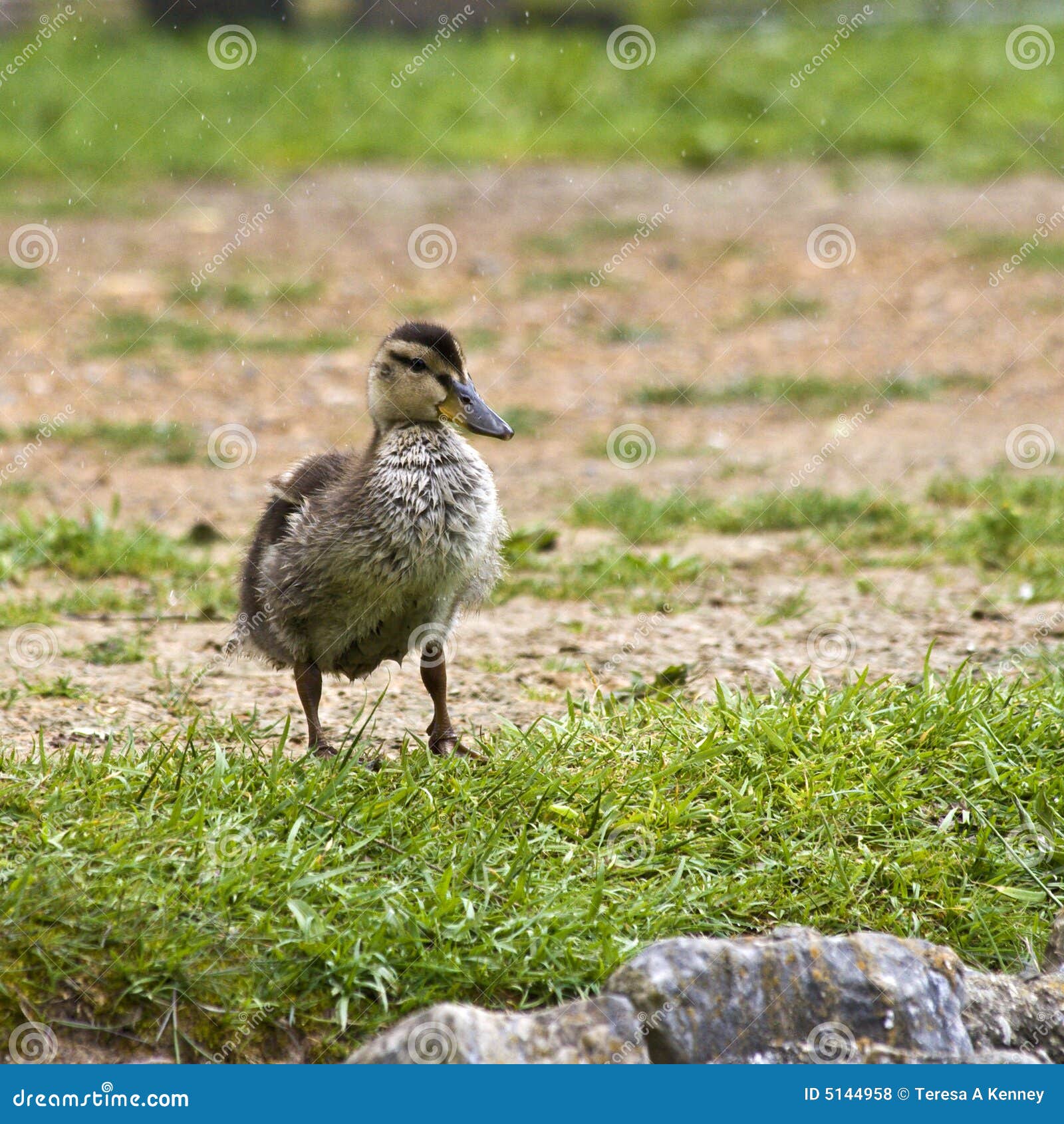 Juvenile Mallard stock photo. Image of juvenile, standing - 5144958