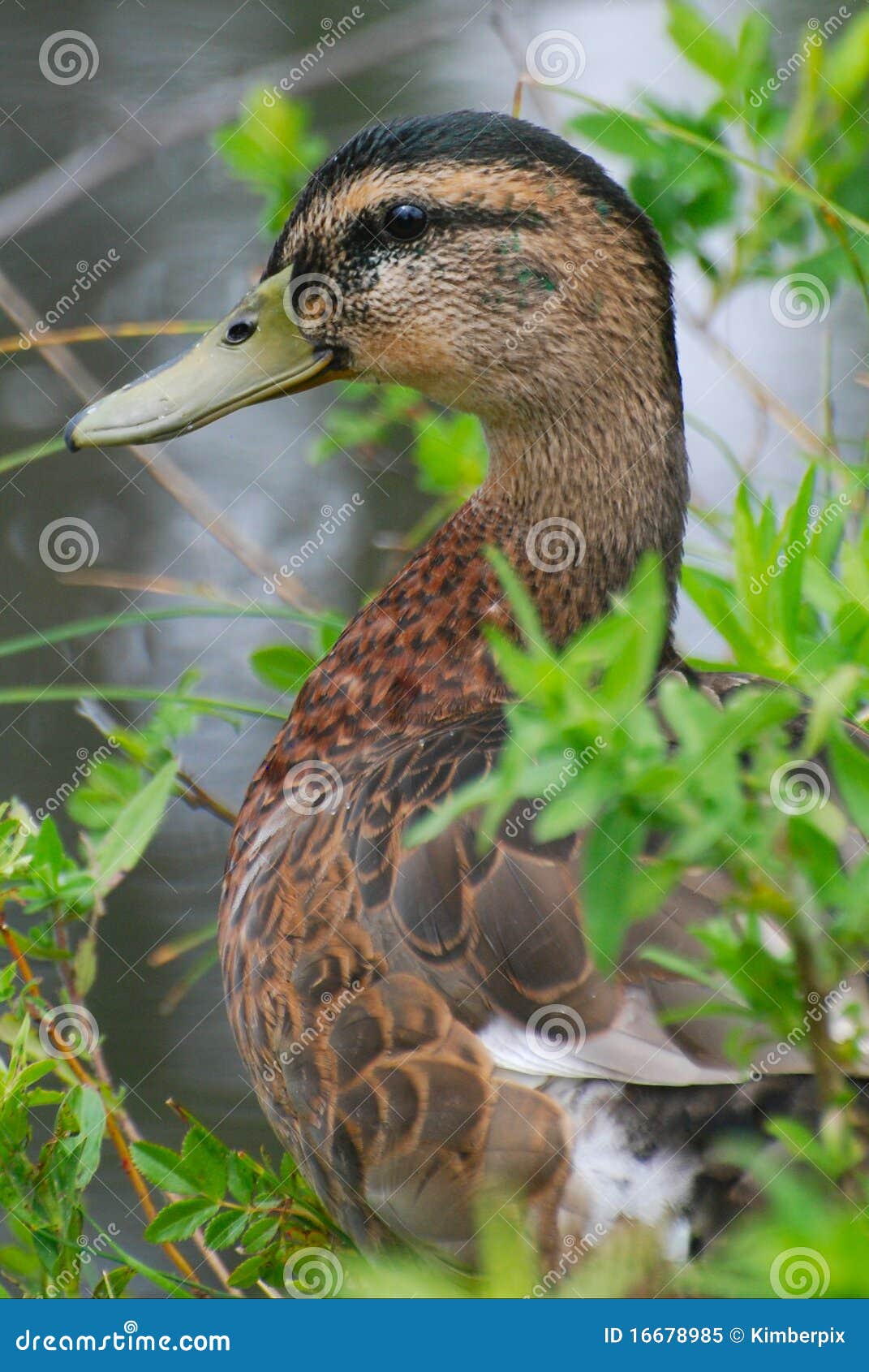 Juvenile Mallard Duck stock image. Image of bird, migratory - 16678985