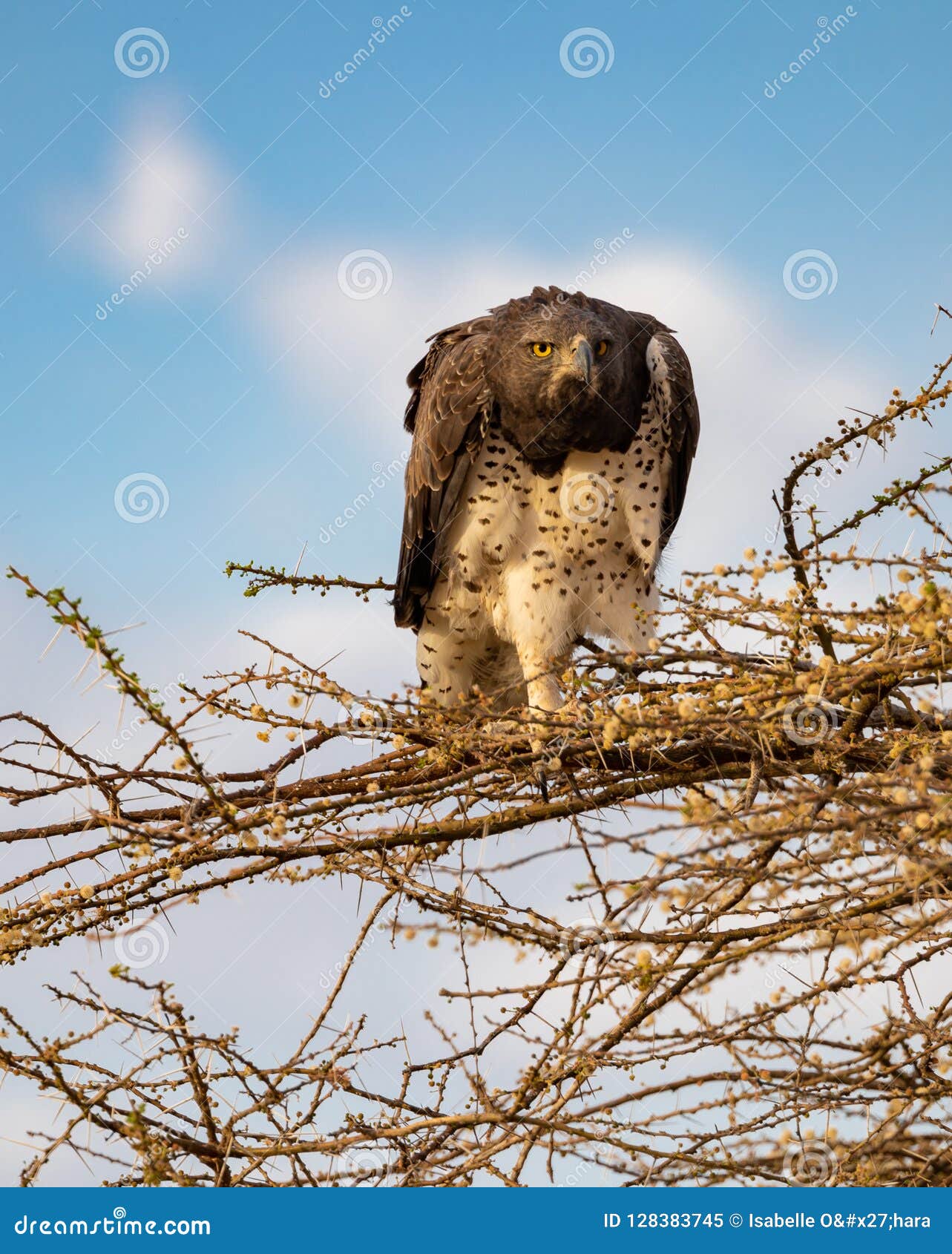 Juvenile Martial Eagle, Polemaetus Bellicosus, a Vulnerable Species ...