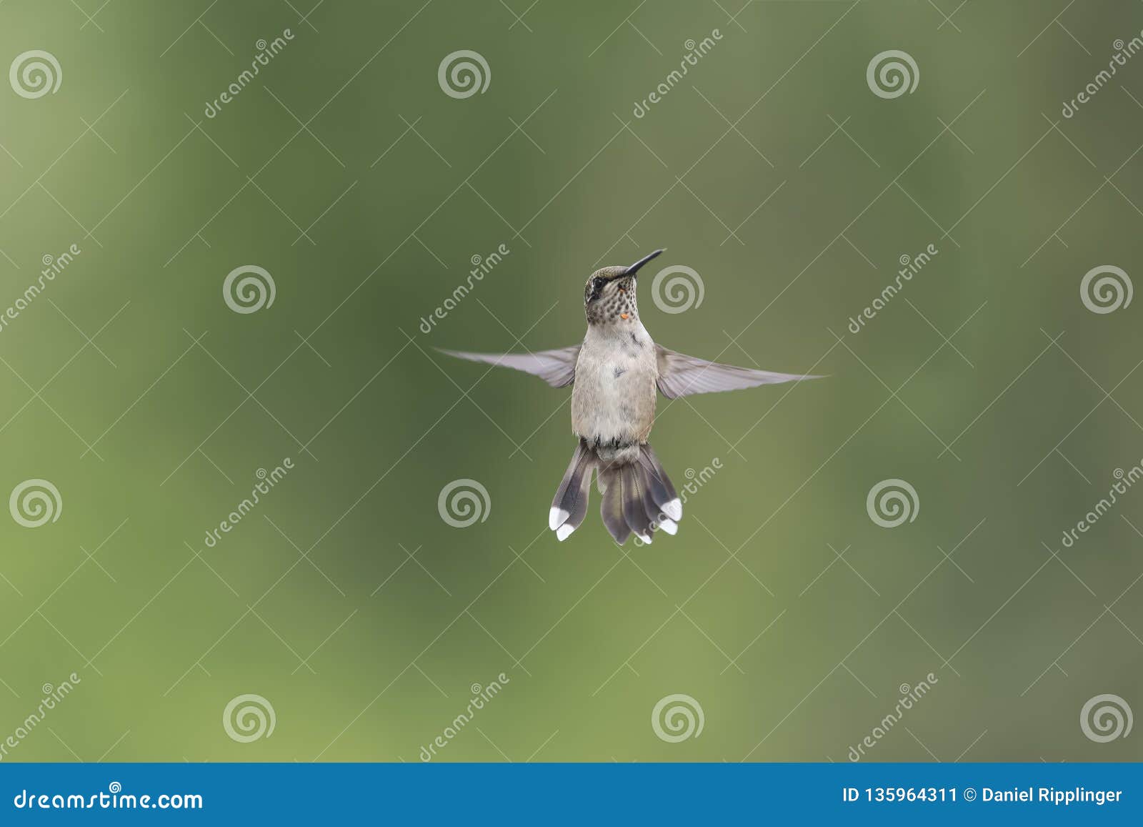 Juvenile with Missing Tail Feathers Stock Image - Image of fresh ...