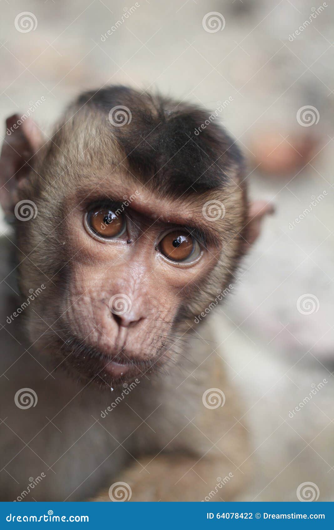 Juvenile Monkey with Staring in Big Eyes Stock Photo - Image of staring ...