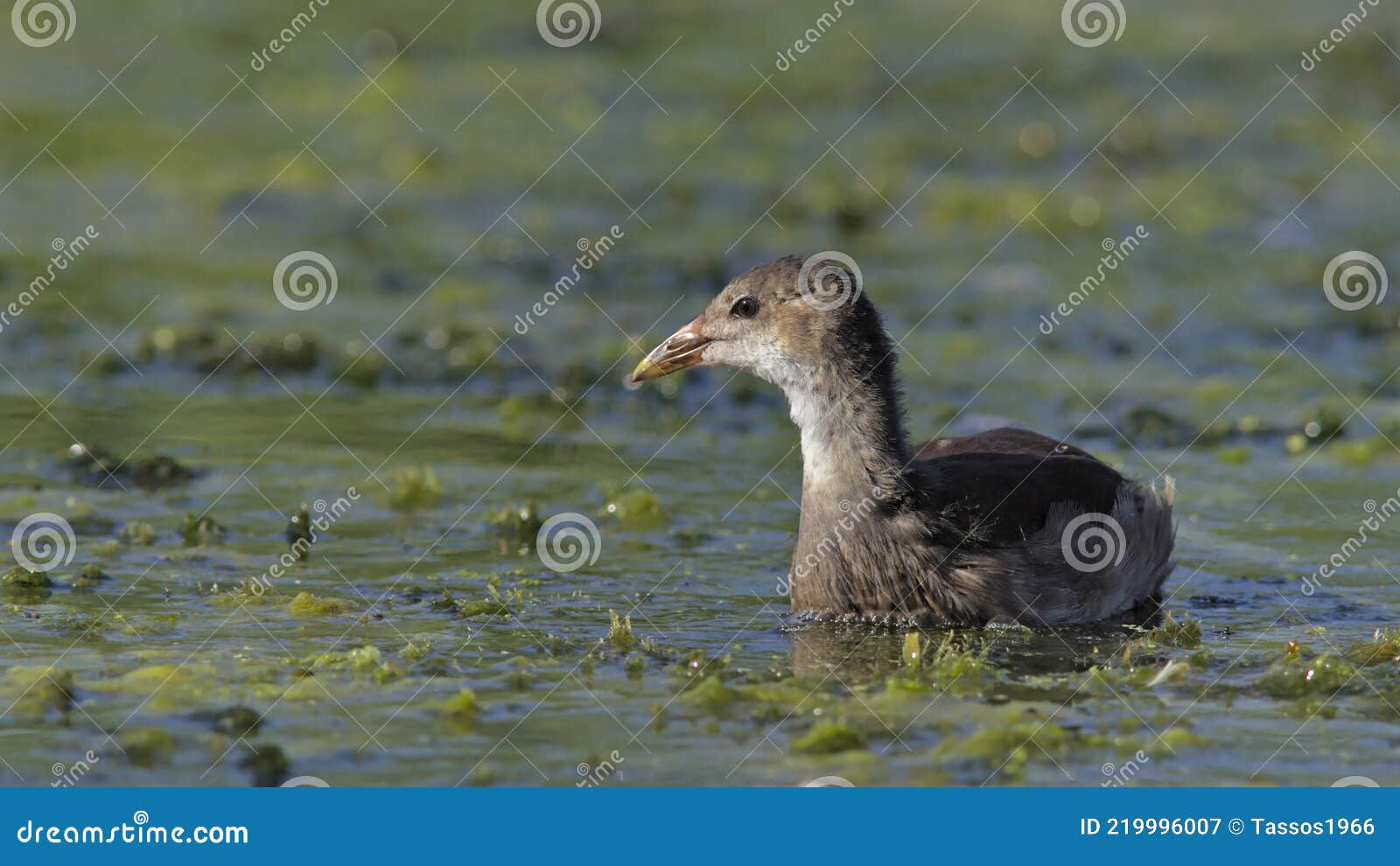 Juvenile Moorhen, Crete stock image. Image of europe - 219996007