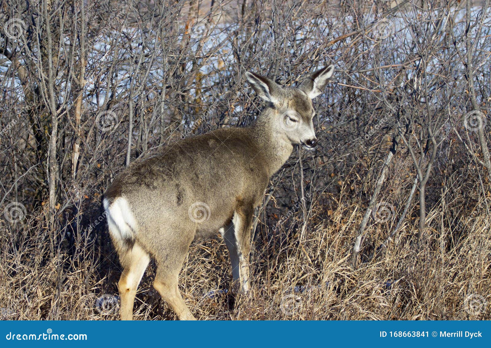 Juvenile Mule Deer Feeding on Small Tree Shoots Stock Image - Image of ...