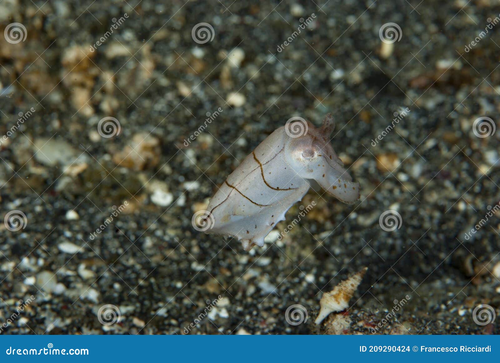 Juvenile Needle Cuttlefish stock photo. Image of marine - 209290424