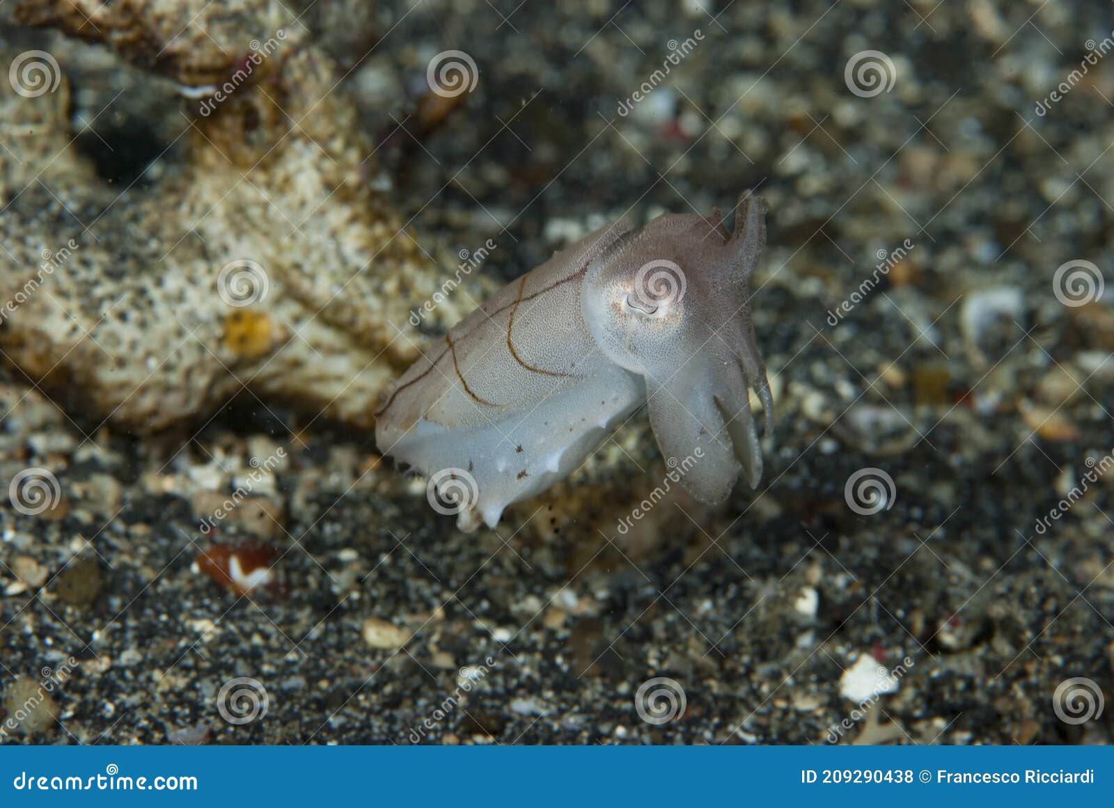 Juvenile Needle Cuttlefish stock photo. Image of animal - 209290438