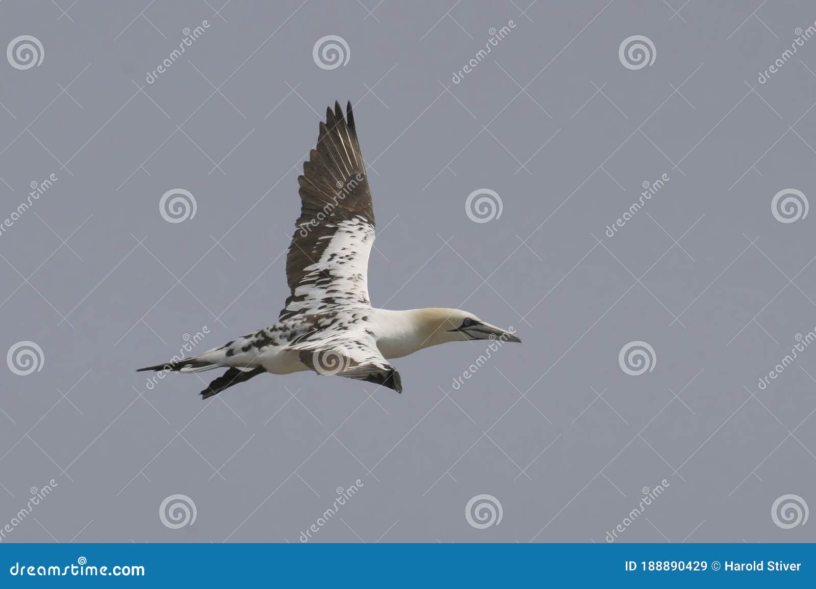 Juvenile Northern Gannet, Sula Leucogaster, in Flight Stock Image ...