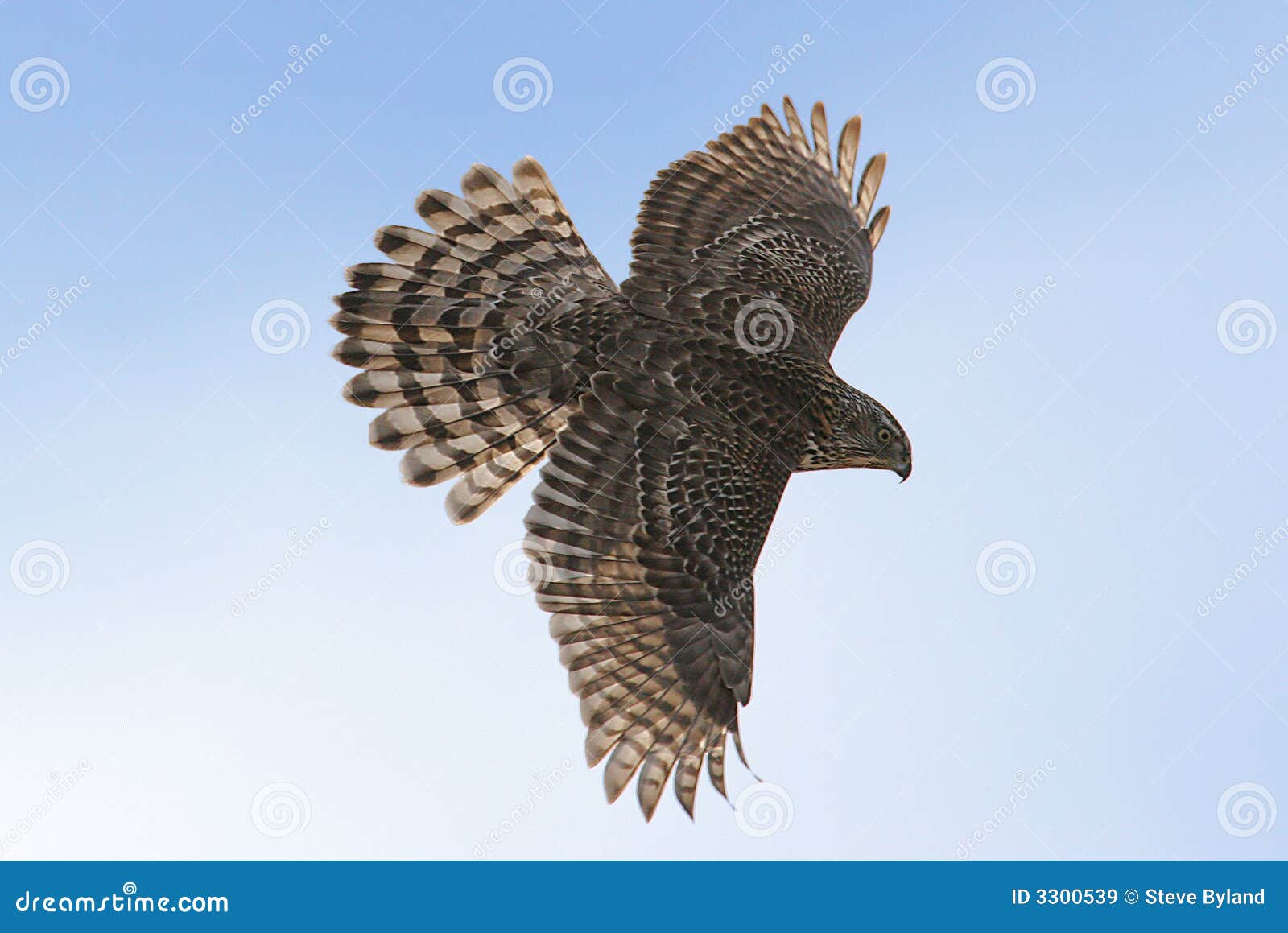 Juvenile Northern Goshawk stock image. Image of fauna - 3300539