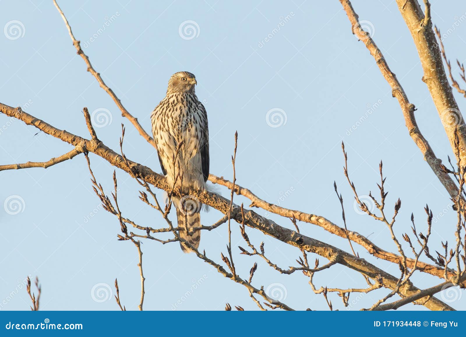 Juvenile northern goshawk stock photo. Image of hawk - 171934448