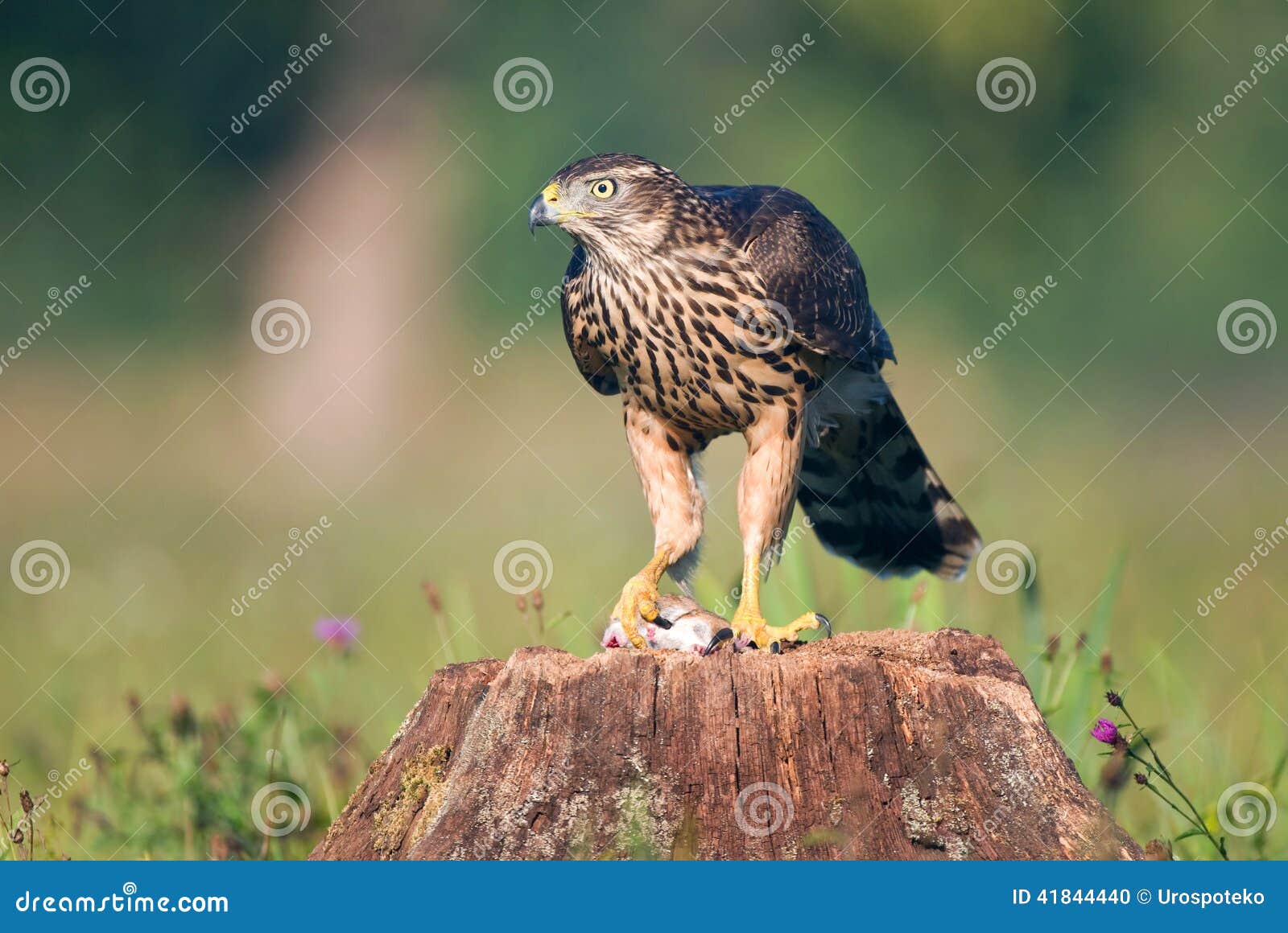 Juvenile Northern Goshawk with Mouse Stock Photo - Image of juvenile ...