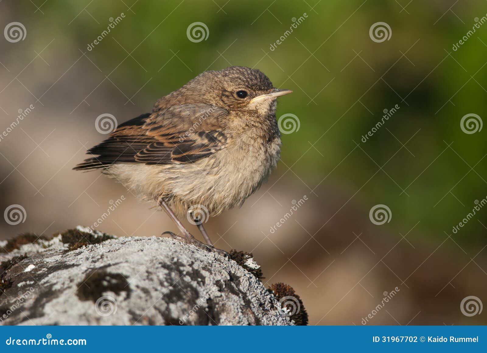 Juvenile Northern Wheatear stock photo. Image of juvenile - 31967702