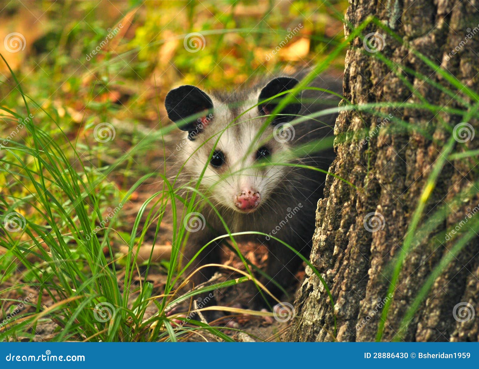 Juvenile Opossum Behind a Tree Stock Photo - Image of whiskers, aware ...
