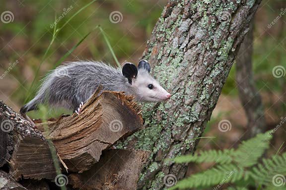 Juvenile Opossum Climbing on Logs Stock Image - Image of wildlife ...