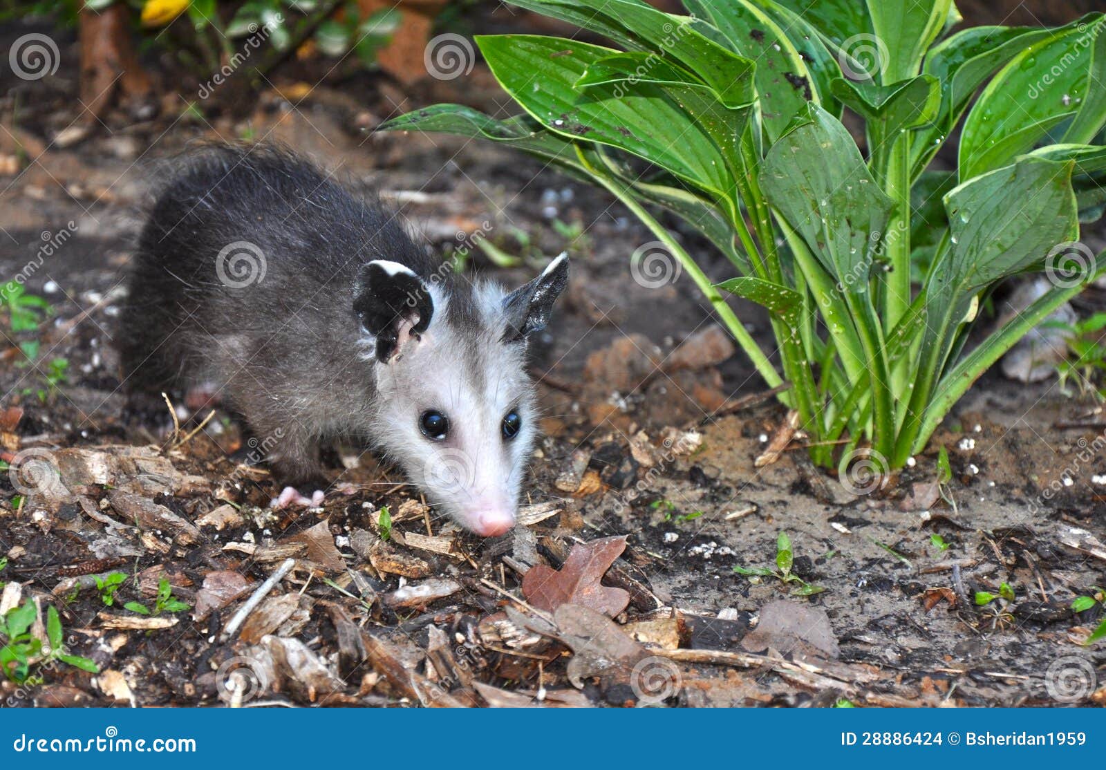 Juvenile Opossum in Flowerbed Stock Photo - Image of little, care: 28886424
