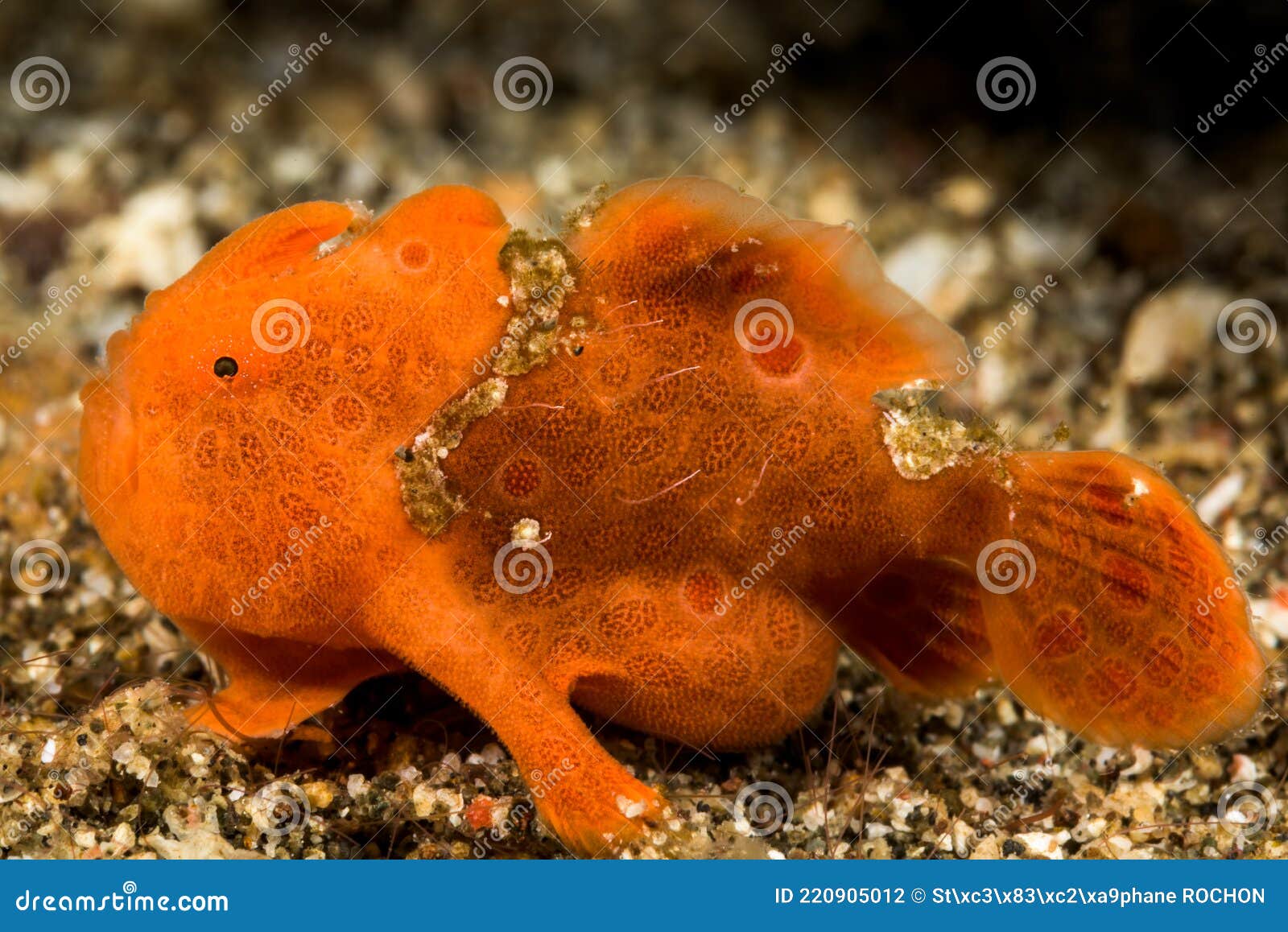 Juvenile Orange Painted Frogfish Fish Stock Photo - Image of natural ...