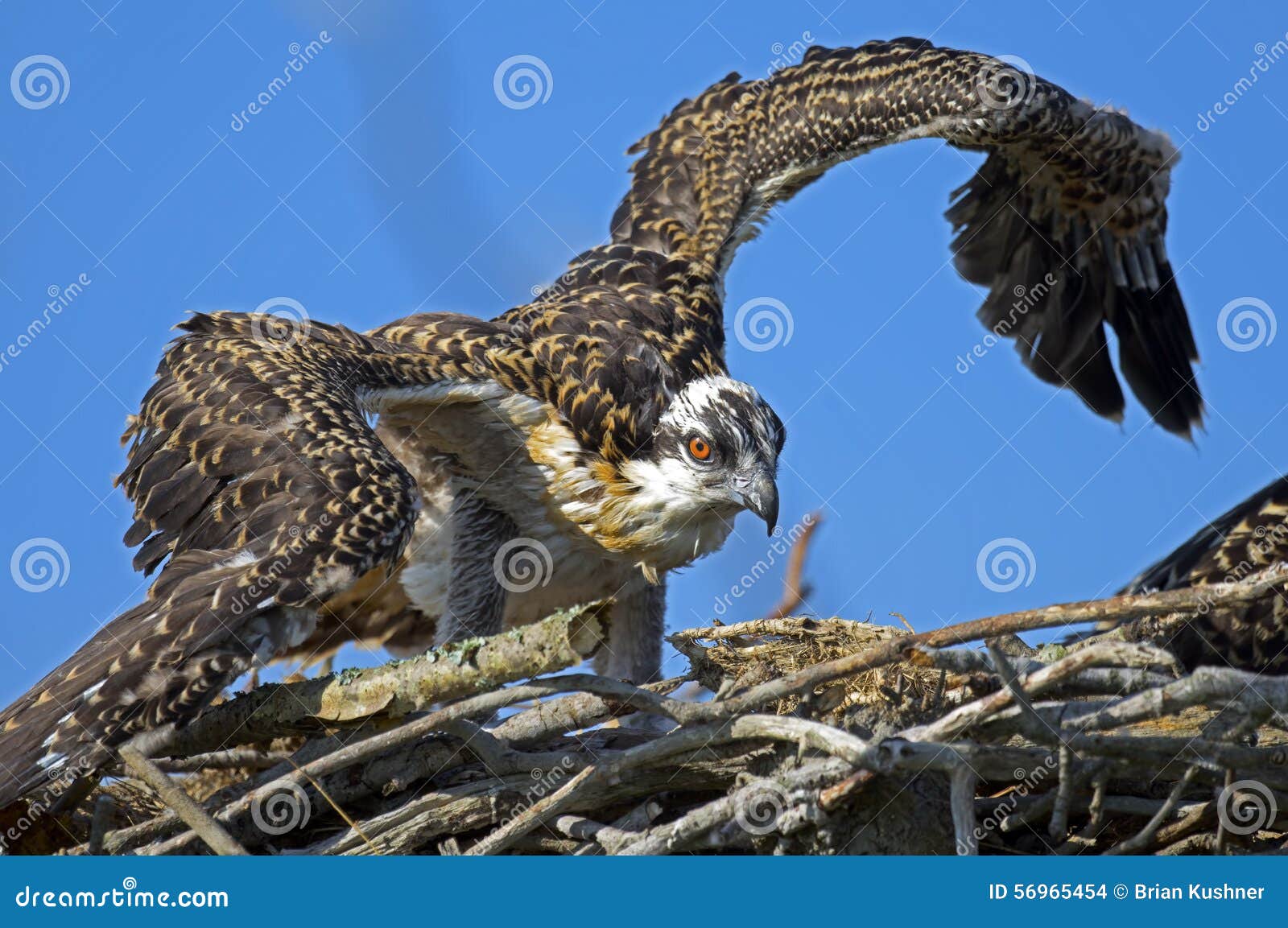 Juvenile Osprey Wings stock photo. Image of hawk, display - 56965454