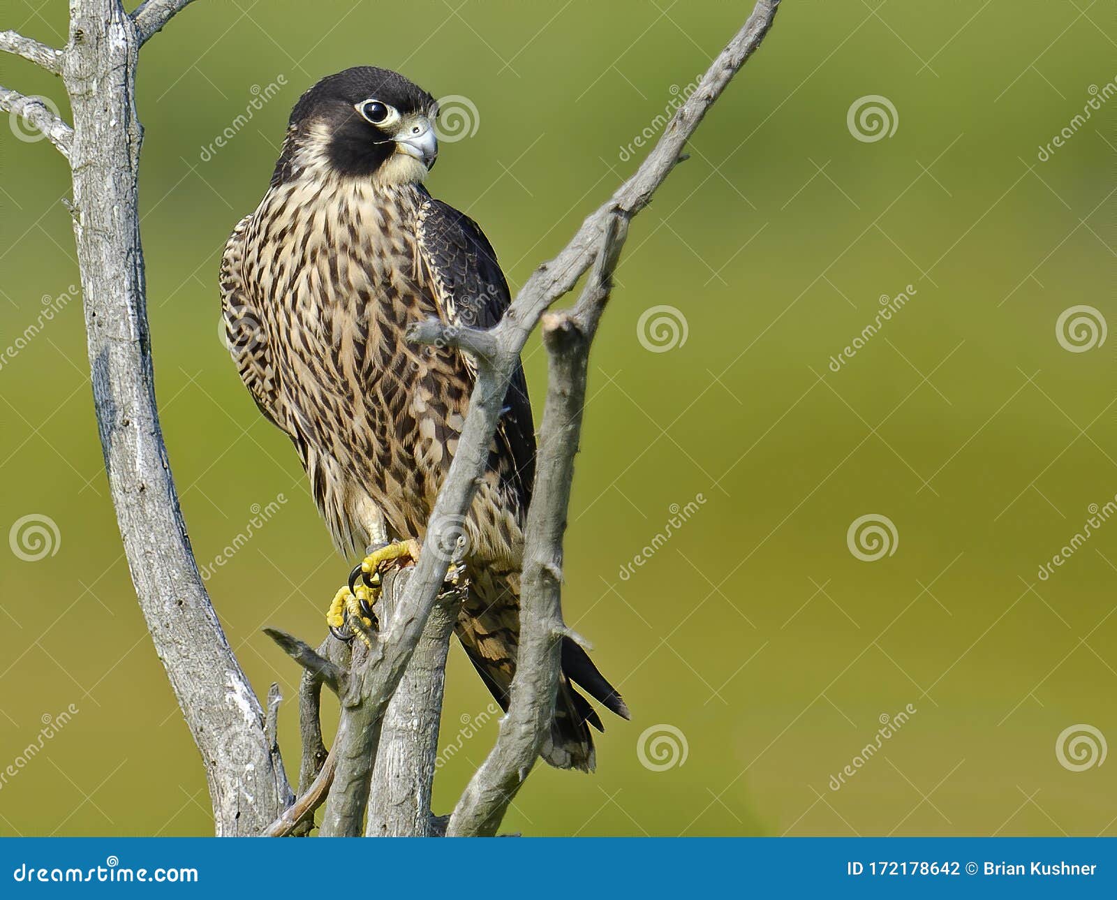 Juvenile Peregrine Falcon Sitting in a Tree Staring at Camera Stock ...