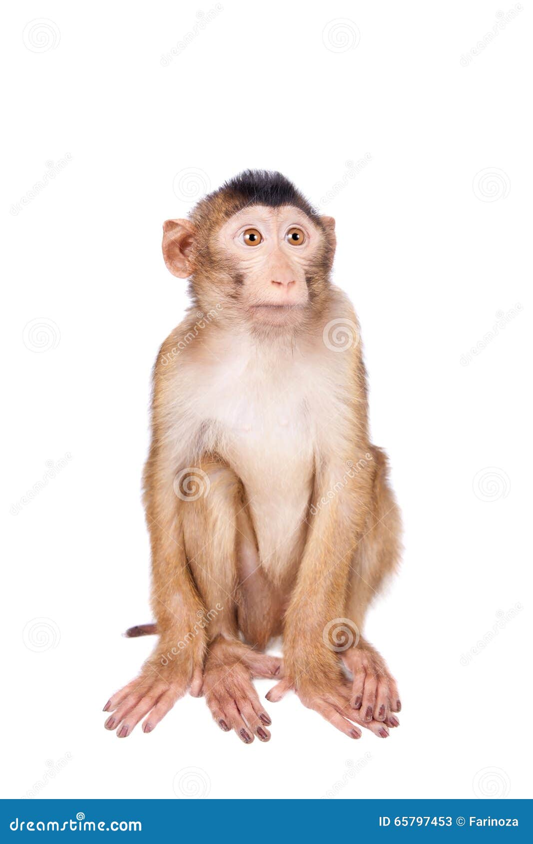 Juvenile Pig-tailed Macaque, Macaca Nemestrina, on White Stock Image ...