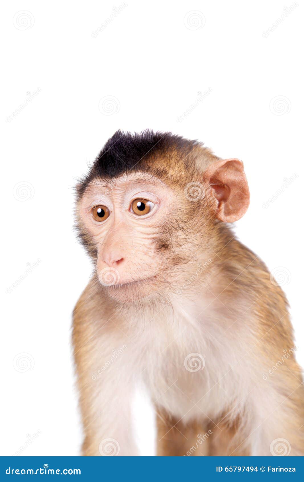 Juvenile Pig-tailed Macaque, Macaca Nemestrina, on White Stock Photo ...