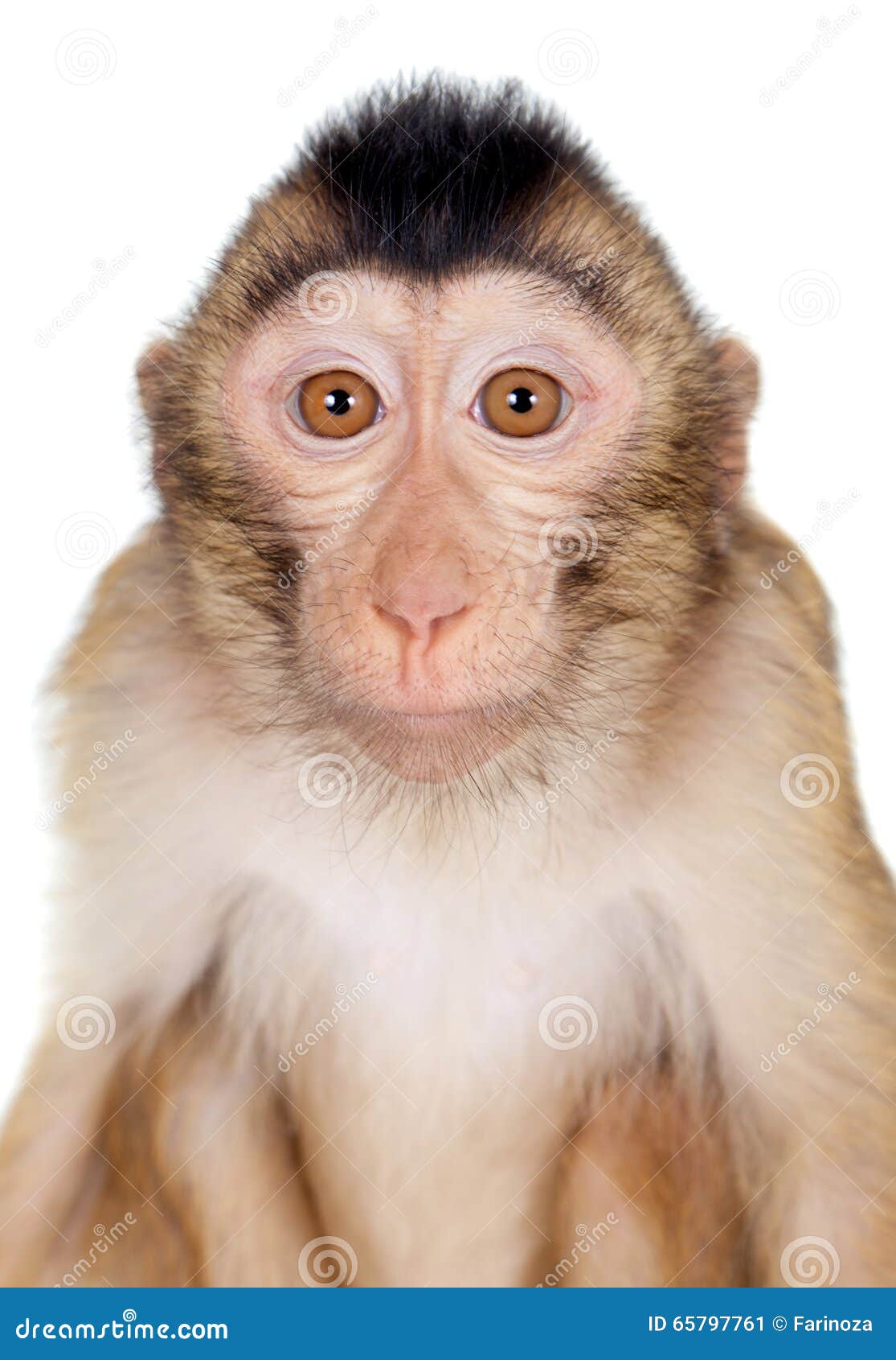 Juvenile Pig-tailed Macaque, Macaca Nemestrina, on White Stock Image ...
