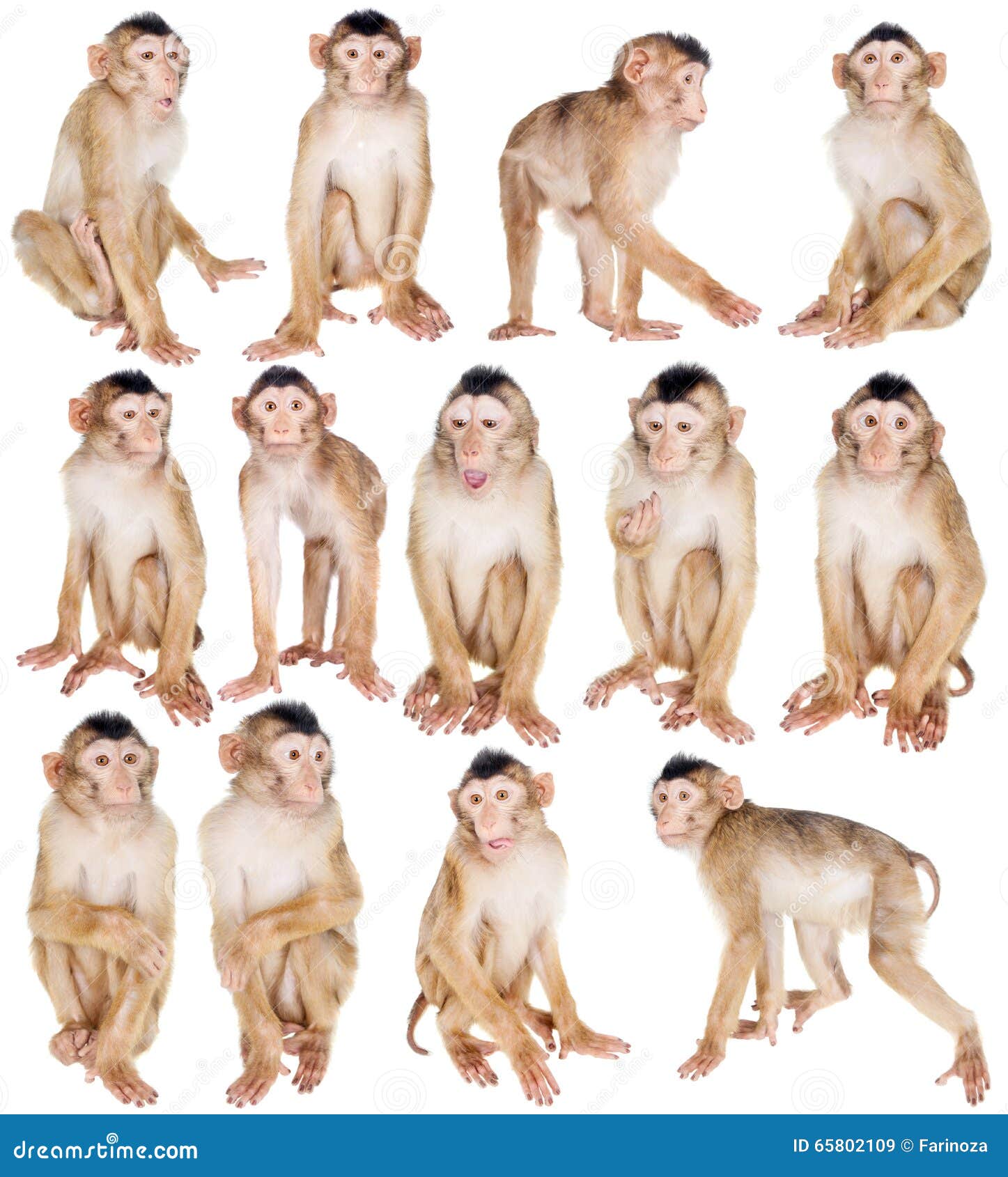 Juvenile Pig-tailed Macaque, Macaca Nemestrina, on White Stock Image ...