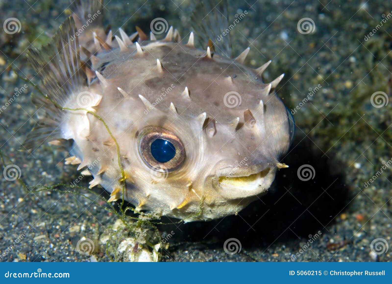 Juvenile puffer fish stock image. Image of coral, eyes - 5060215